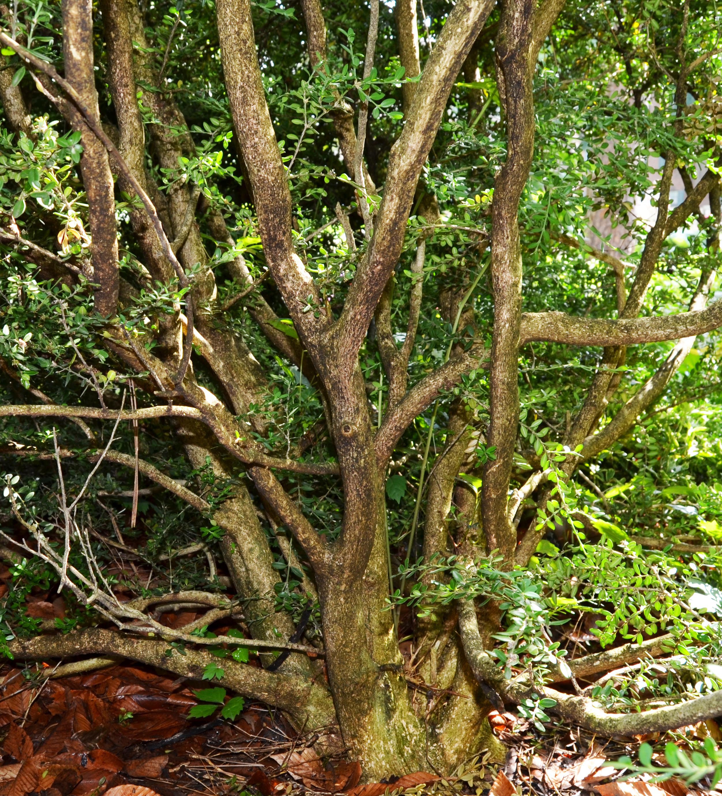 Buxus microphylla – Purdue Arboretum Explorer