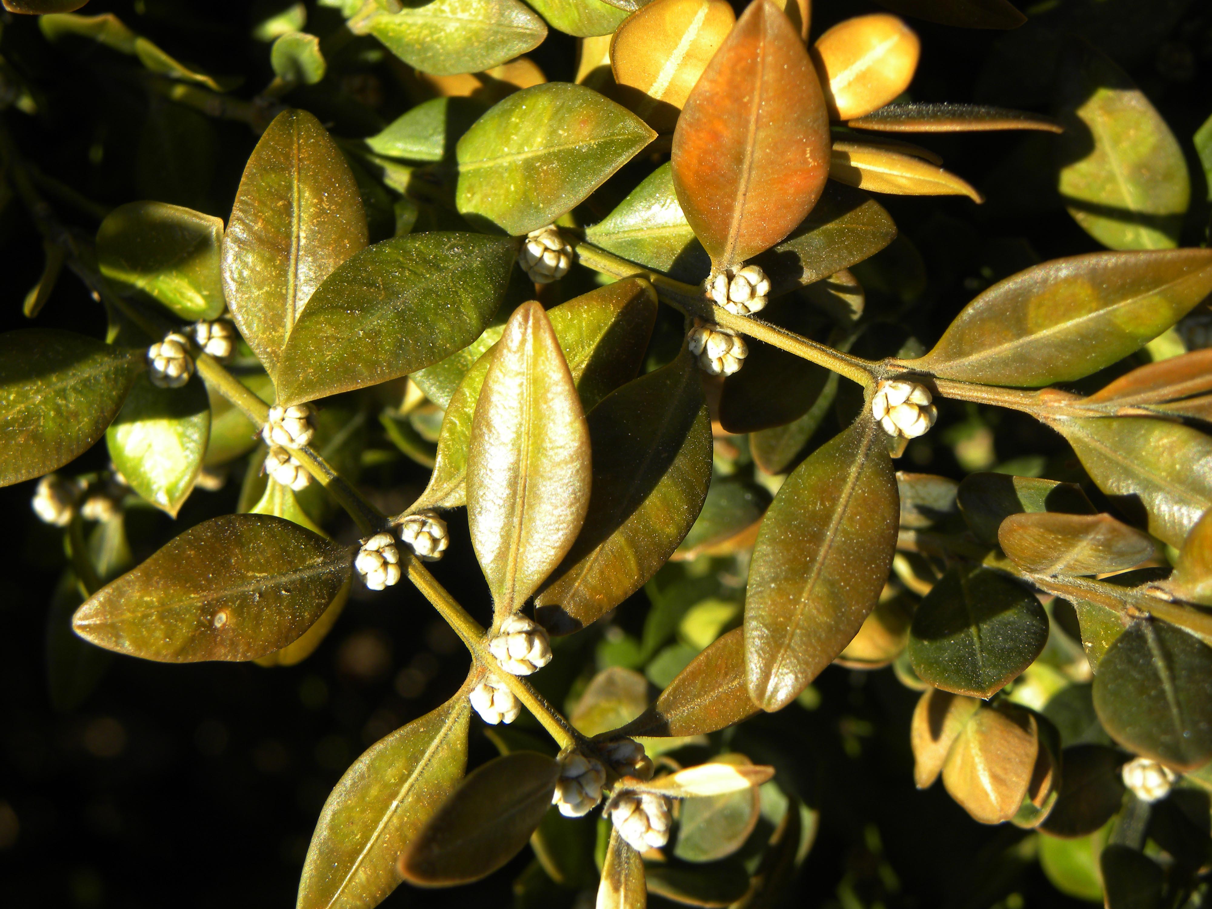 Buxus microphylla – Purdue Arboretum Explorer