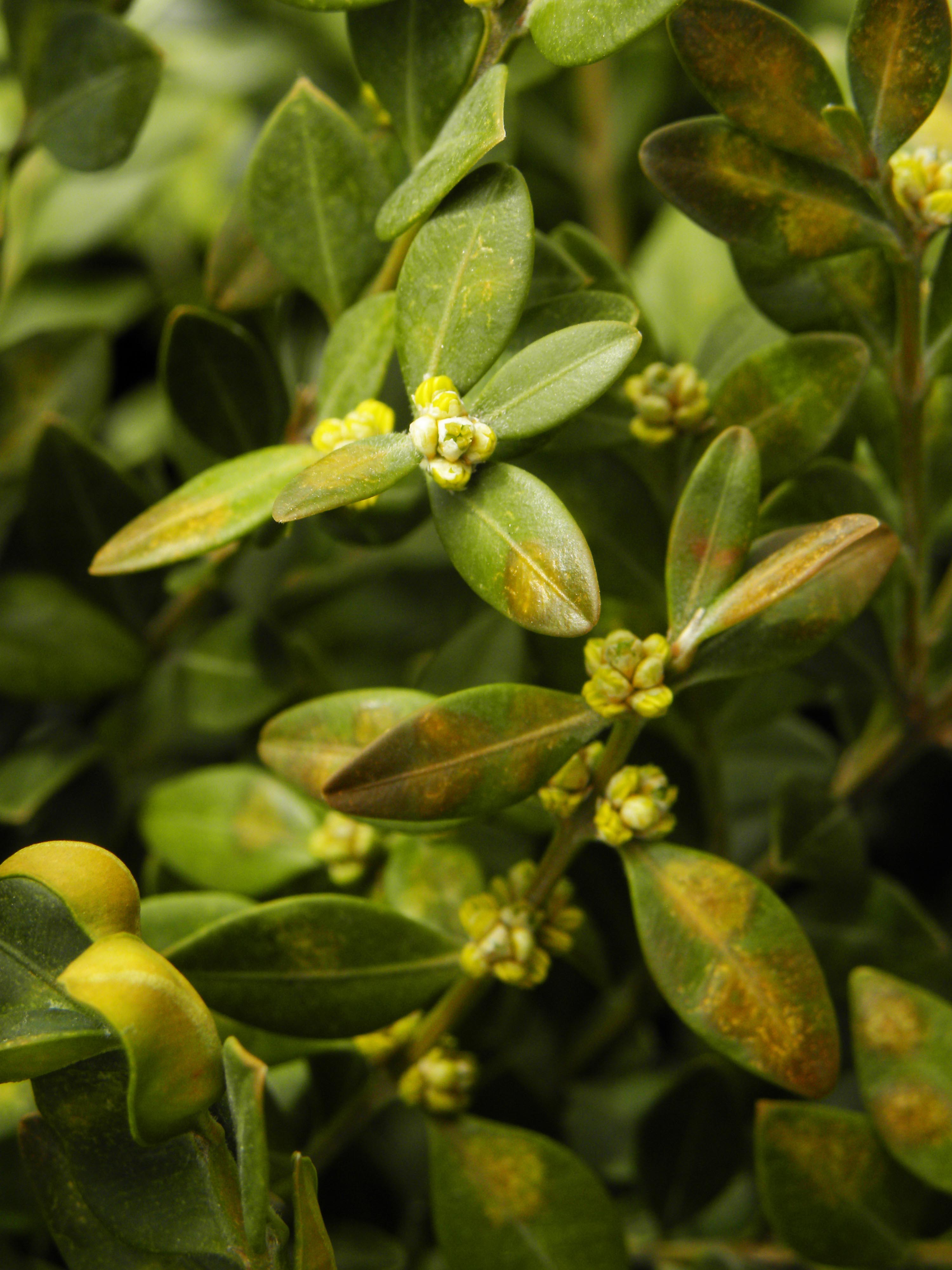 Buxus microphylla – Purdue Arboretum Explorer