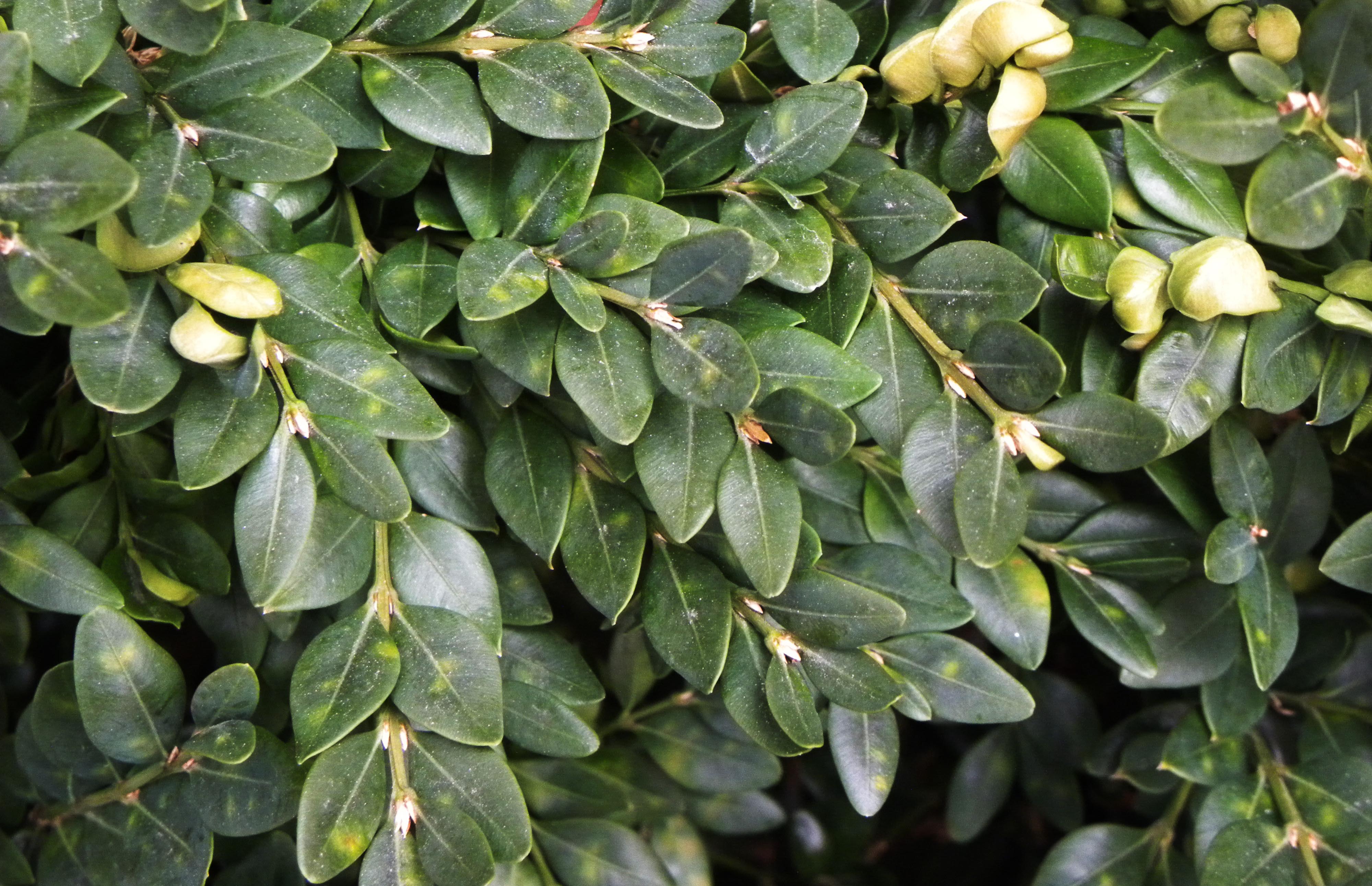 Buxus × ‘Green Velvet’ – Purdue Arboretum Explorer