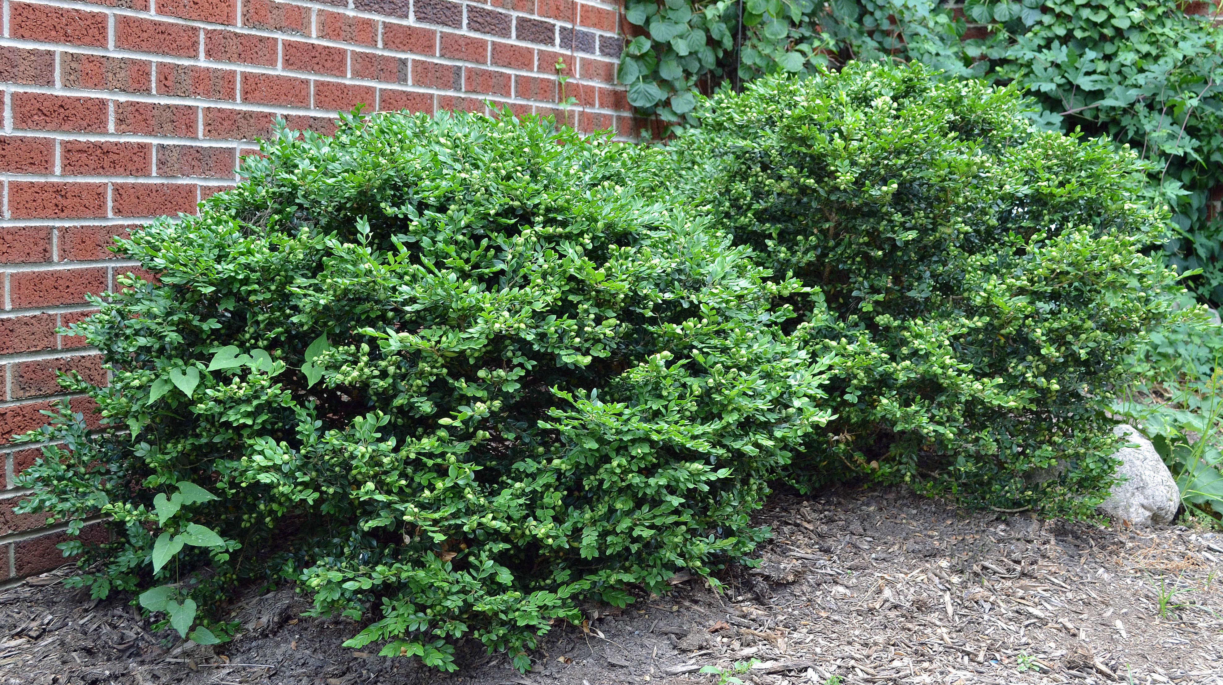 Buxus × ‘Green Velvet’ – Purdue Arboretum Explorer