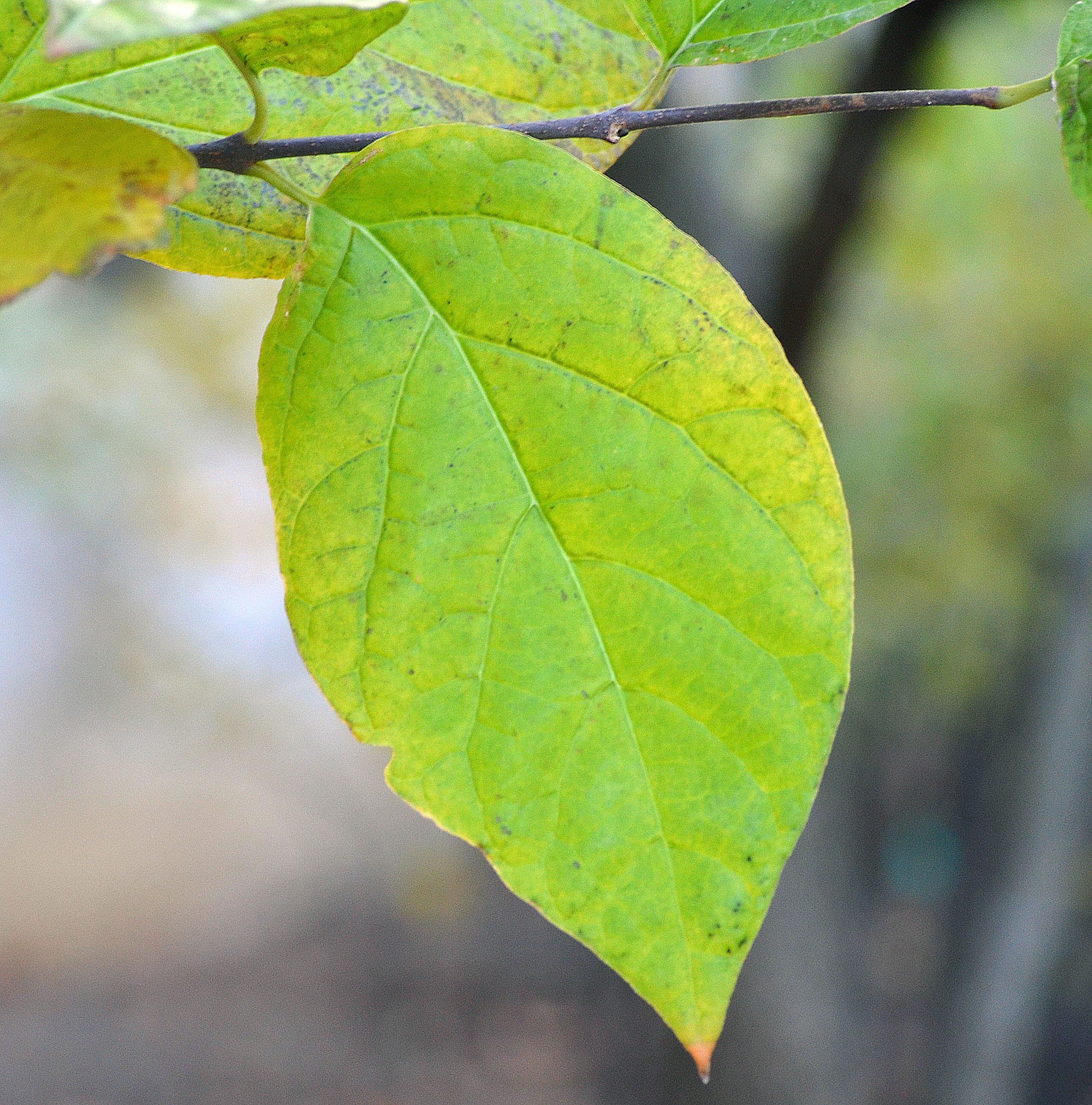 Calycanthus floridus – Purdue Arboretum Explorer