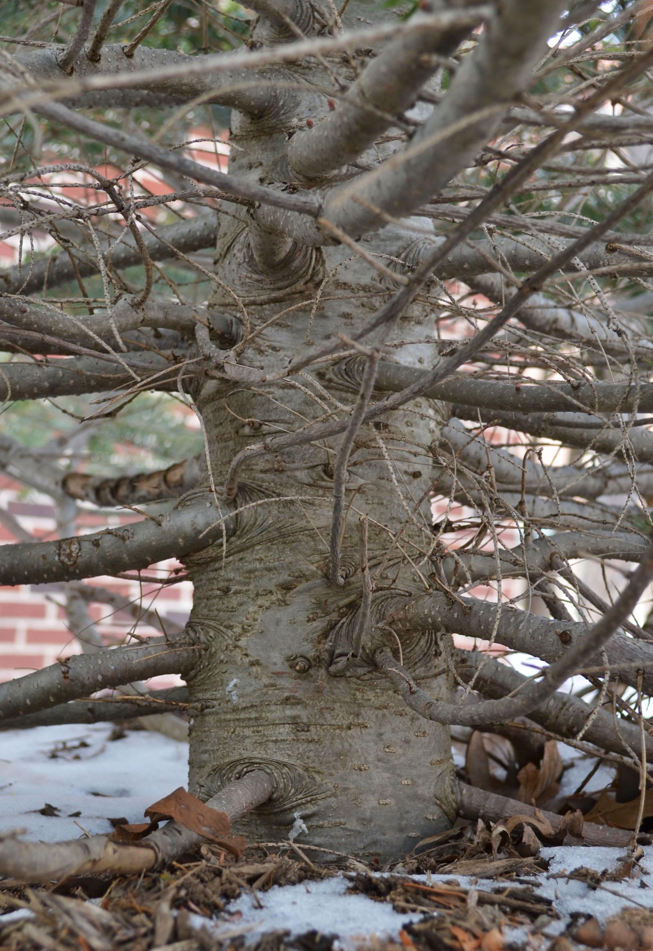 Abies koreana – Purdue Arboretum Explorer