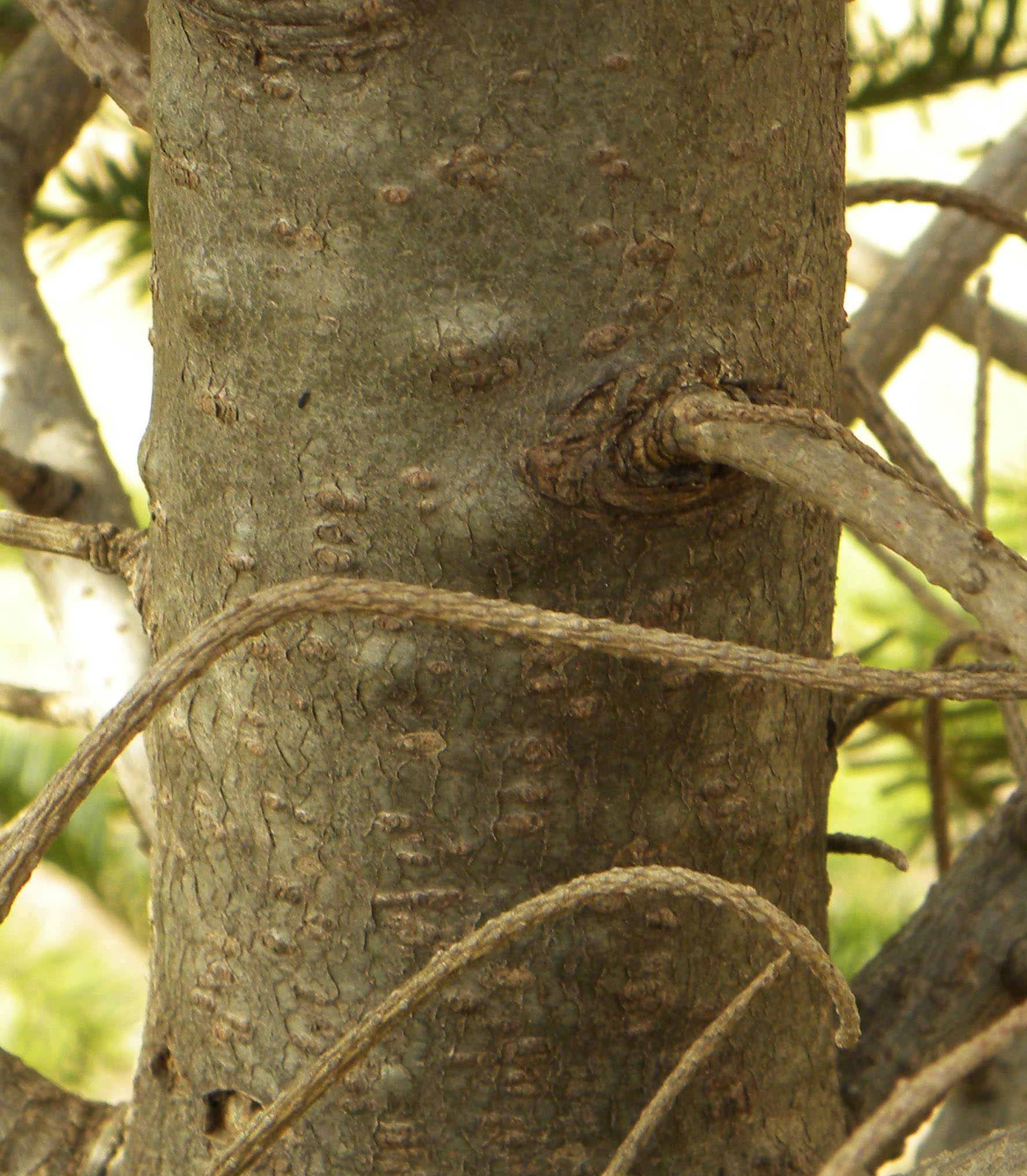 Abies koreana – Purdue Arboretum Explorer