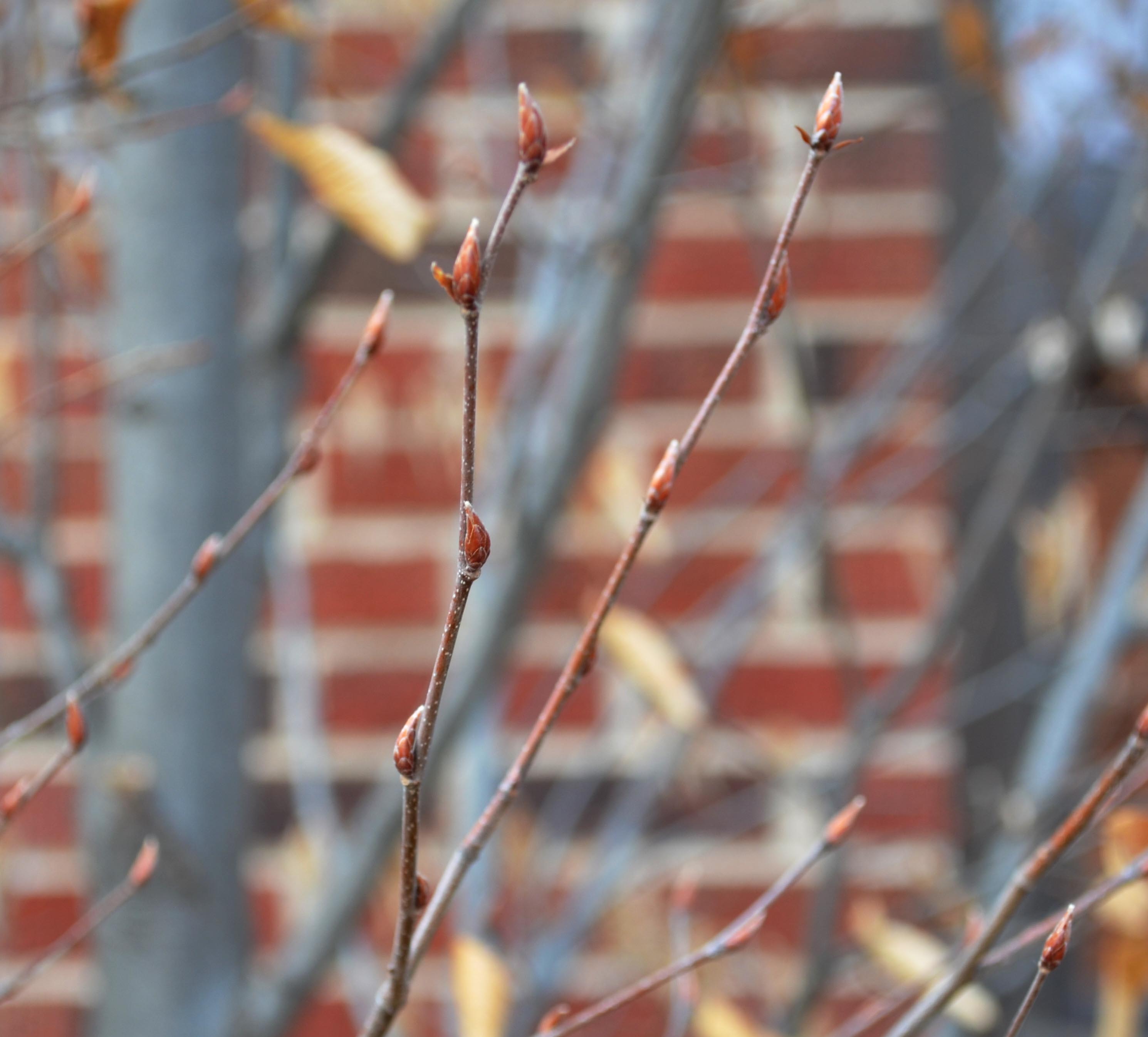 Carpinus betulus – Purdue Arboretum Explorer