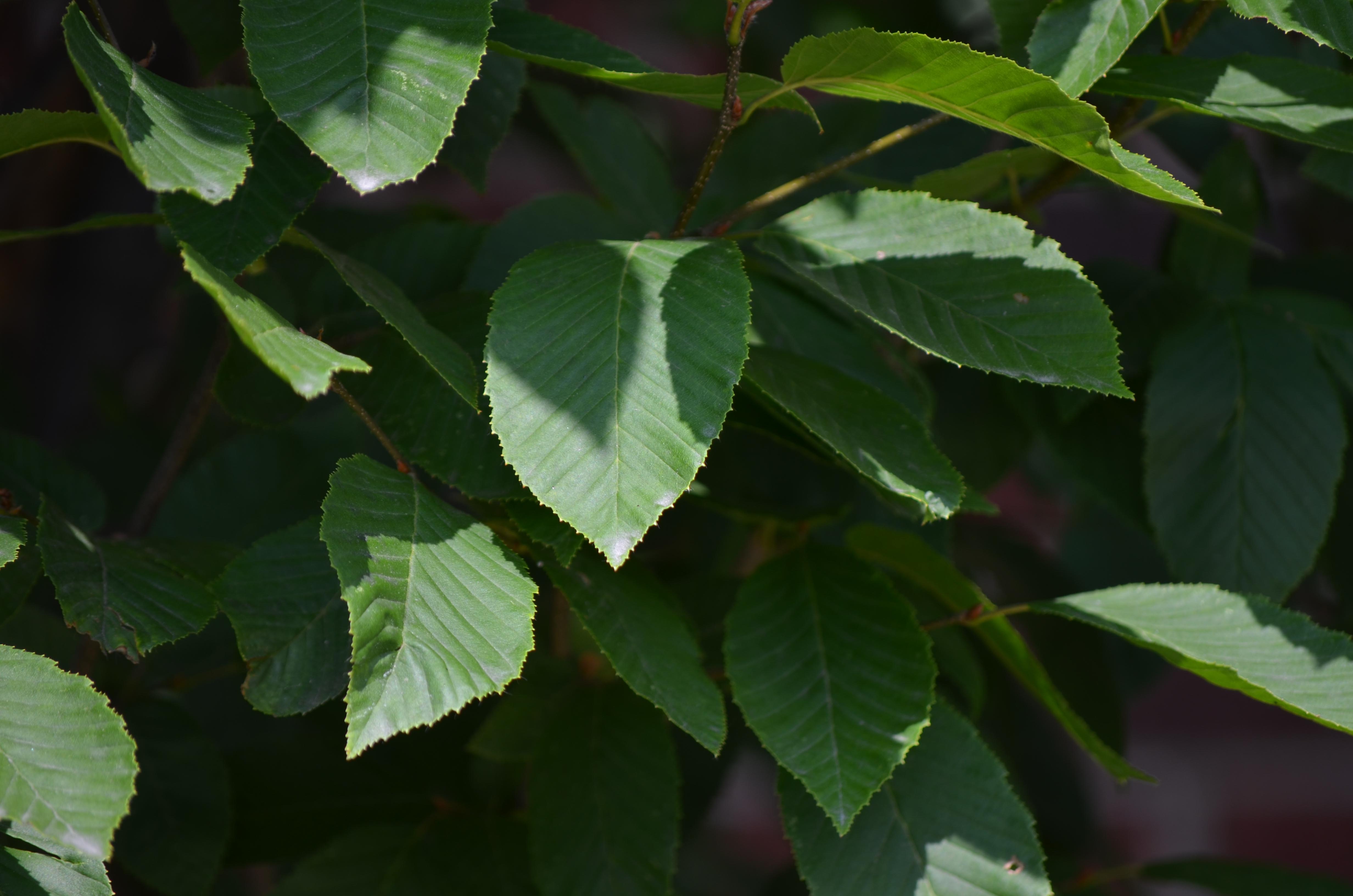 Carpinus betulus – Purdue Arboretum Explorer
