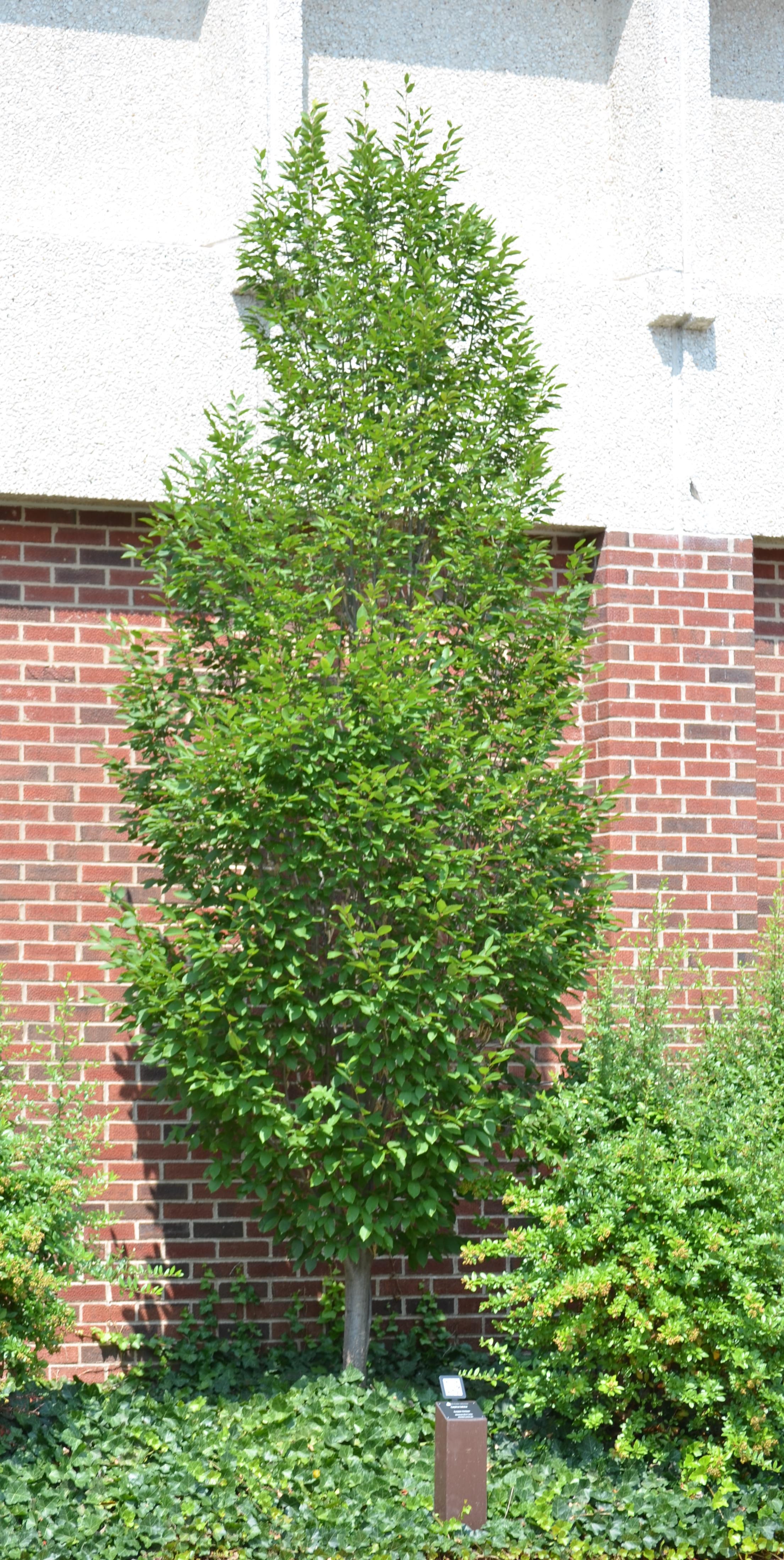 Carpinus betulus – Purdue Arboretum Explorer