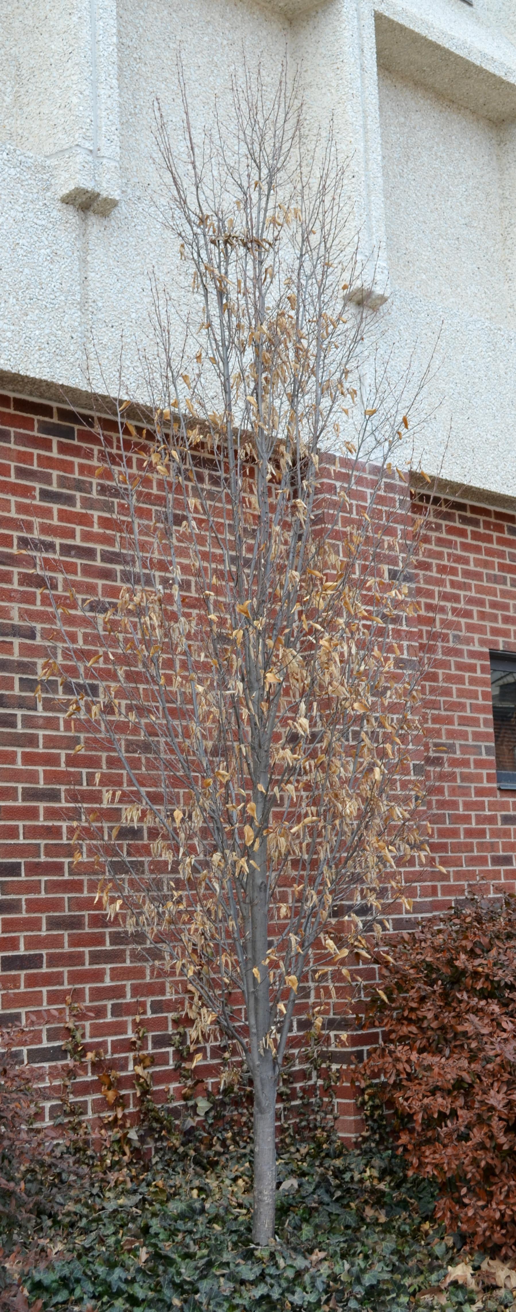 Carpinus betulus – Purdue Arboretum Explorer