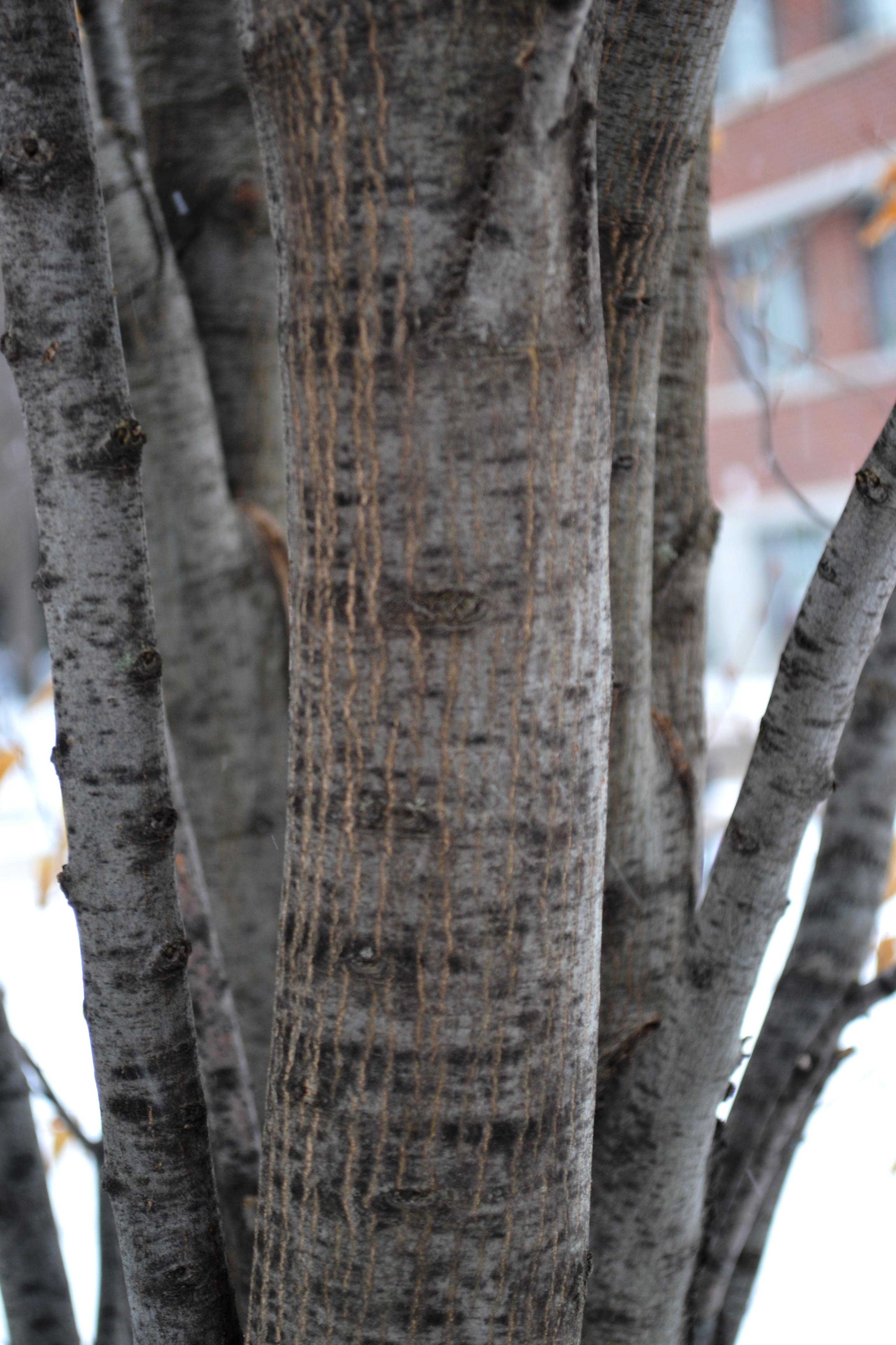 Carpinus betulus ‘Fastigiata’ – Purdue Arboretum Explorer