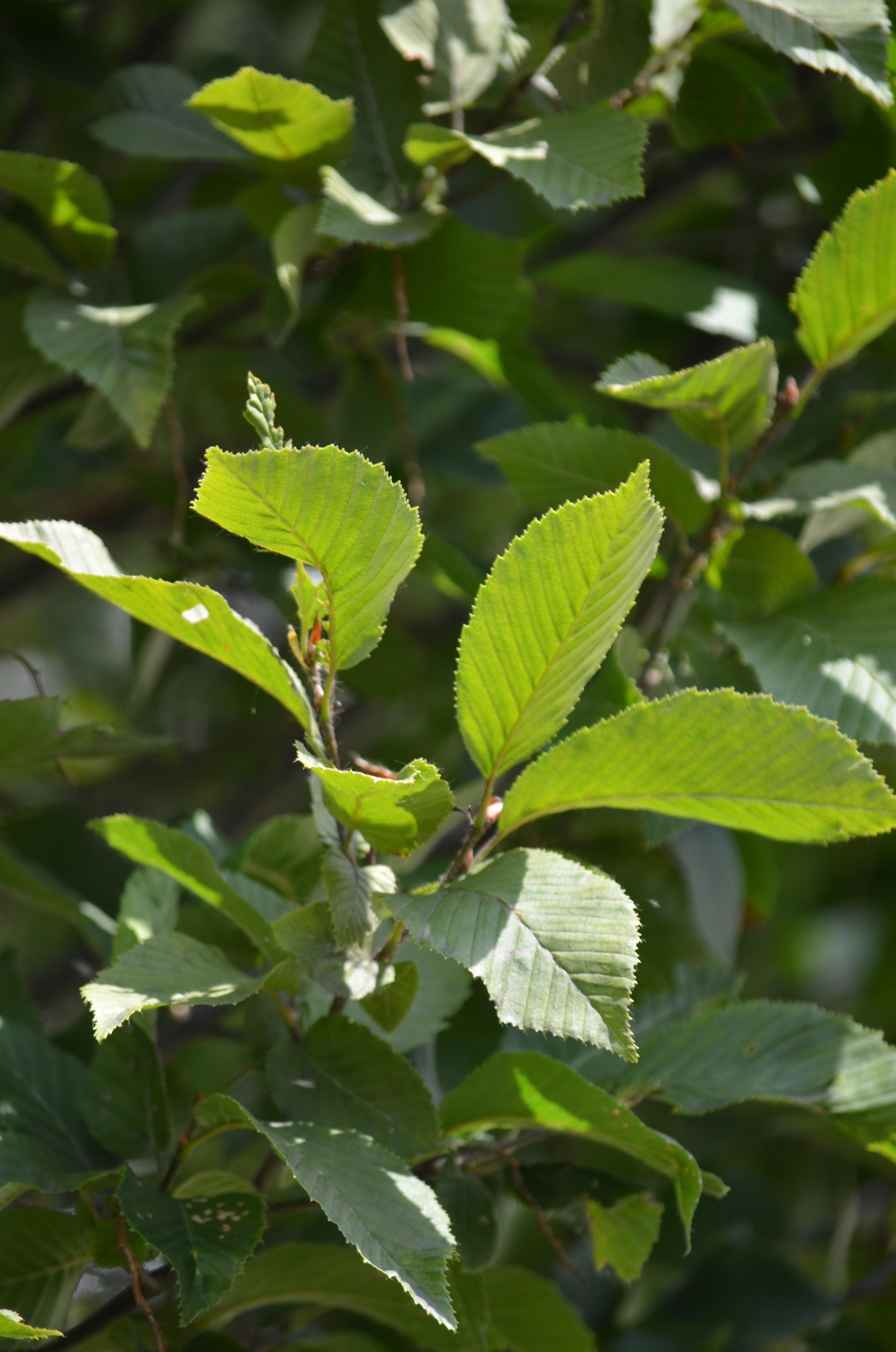 Carpinus betulus ‘Fastigiata’ – Purdue Arboretum Explorer