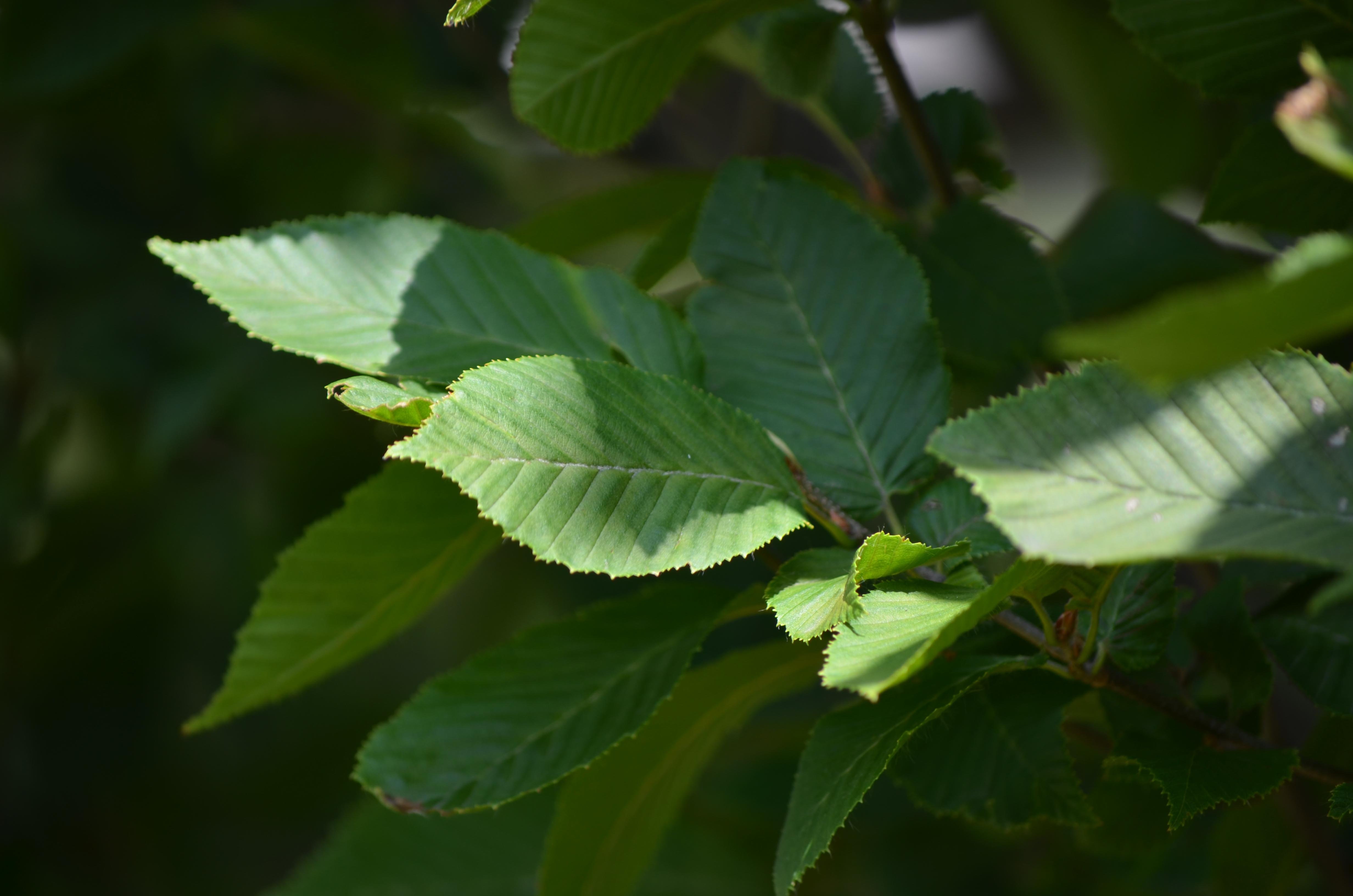 Carpinus betulus ‘Fastigiata’ – Purdue Arboretum Explorer