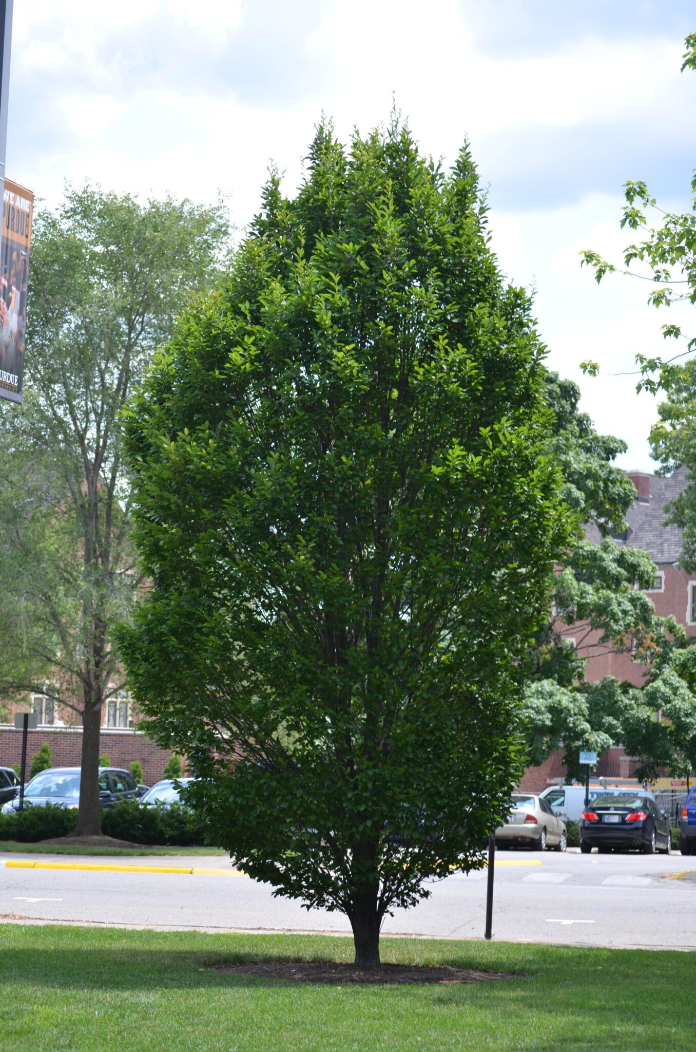 Carpinus Betulus Fastigiata European Hornbeam