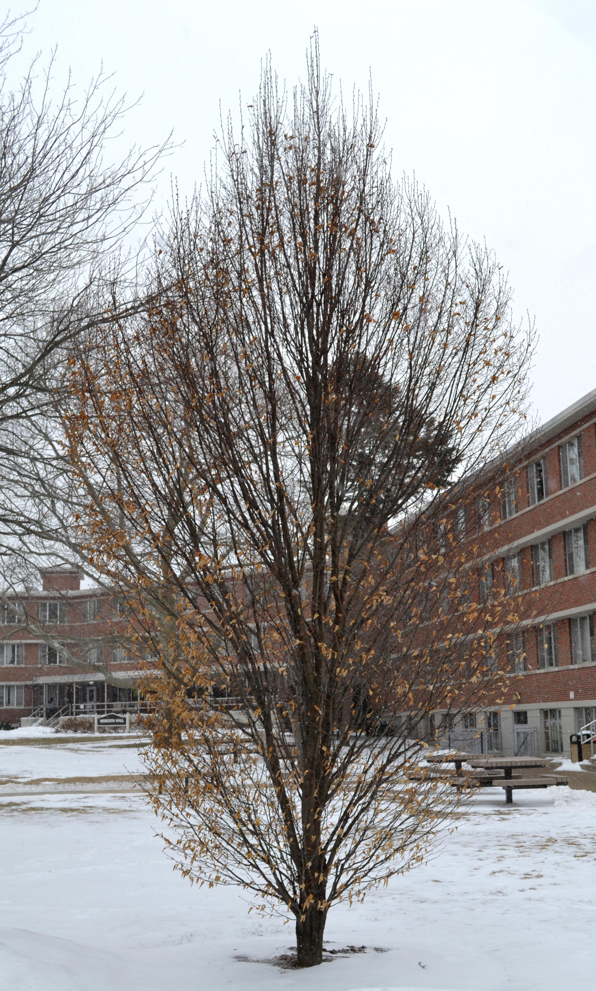 Carpinus betulus ‘Fastigiata’ – Purdue Arboretum Explorer