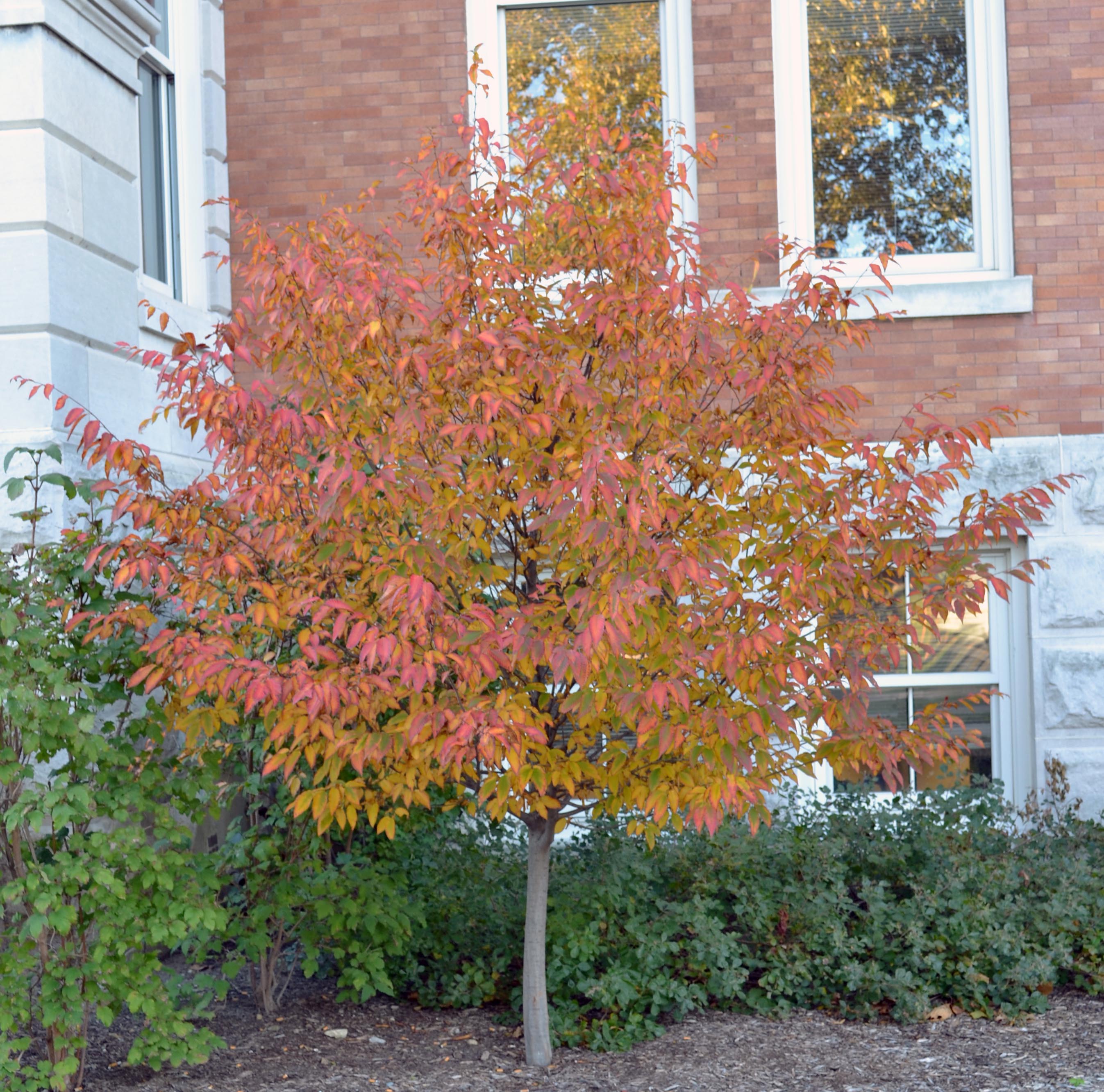 Carpinus caroliniana – Purdue Arboretum Explorer