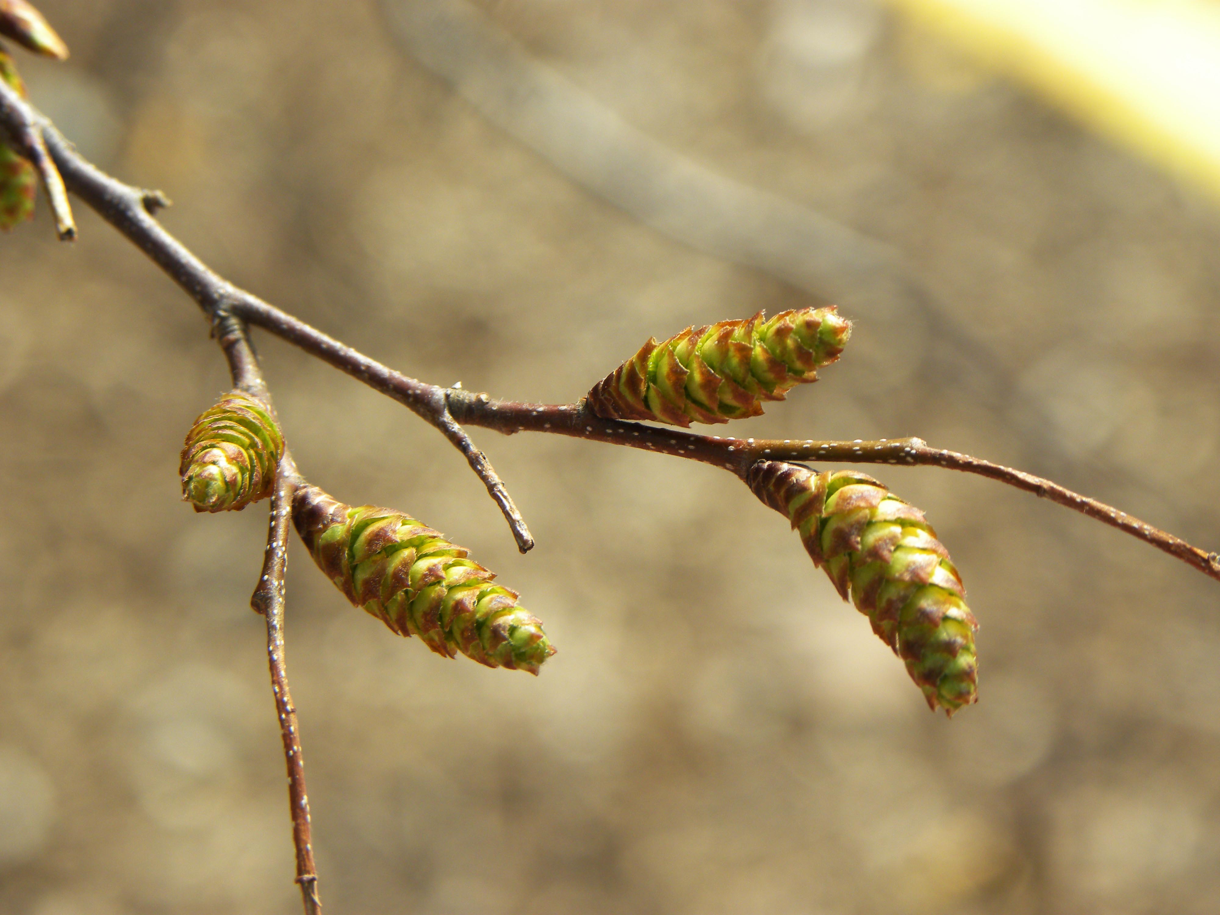 Carpinus caroliniana – Purdue Arboretum Explorer