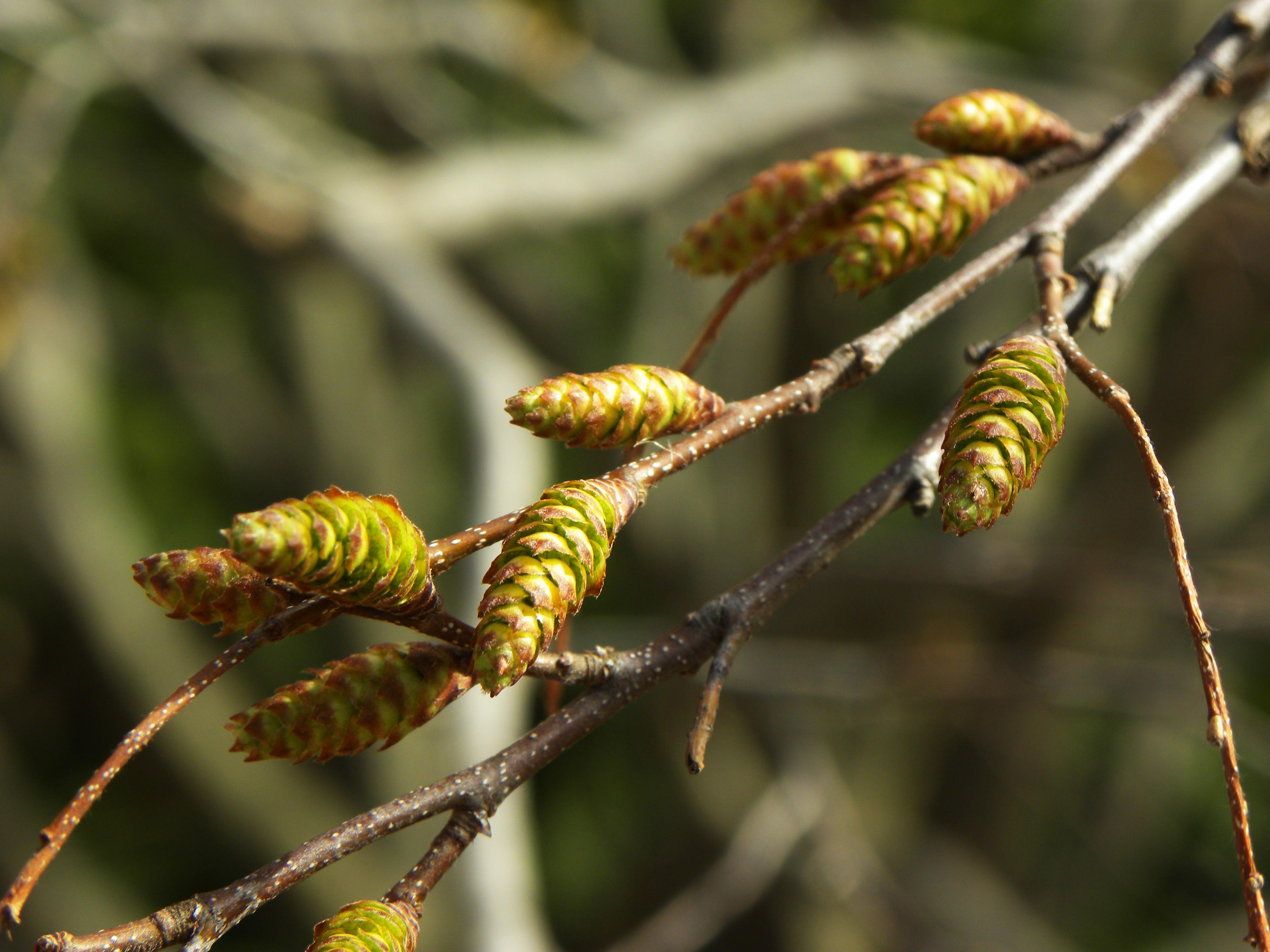 Carpinus caroliniana – Purdue Arboretum Explorer