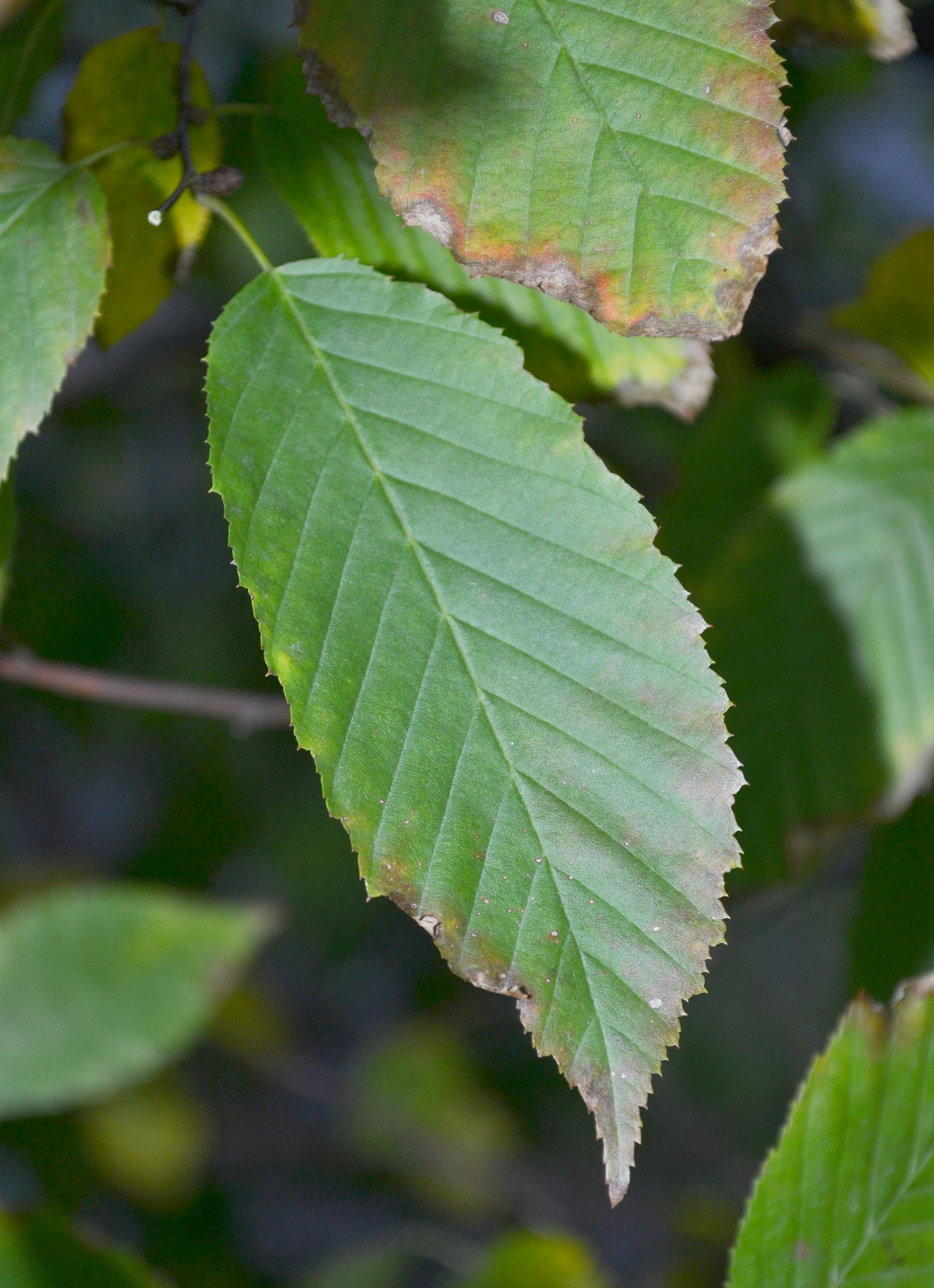 Carpinus caroliniana – Purdue Arboretum Explorer