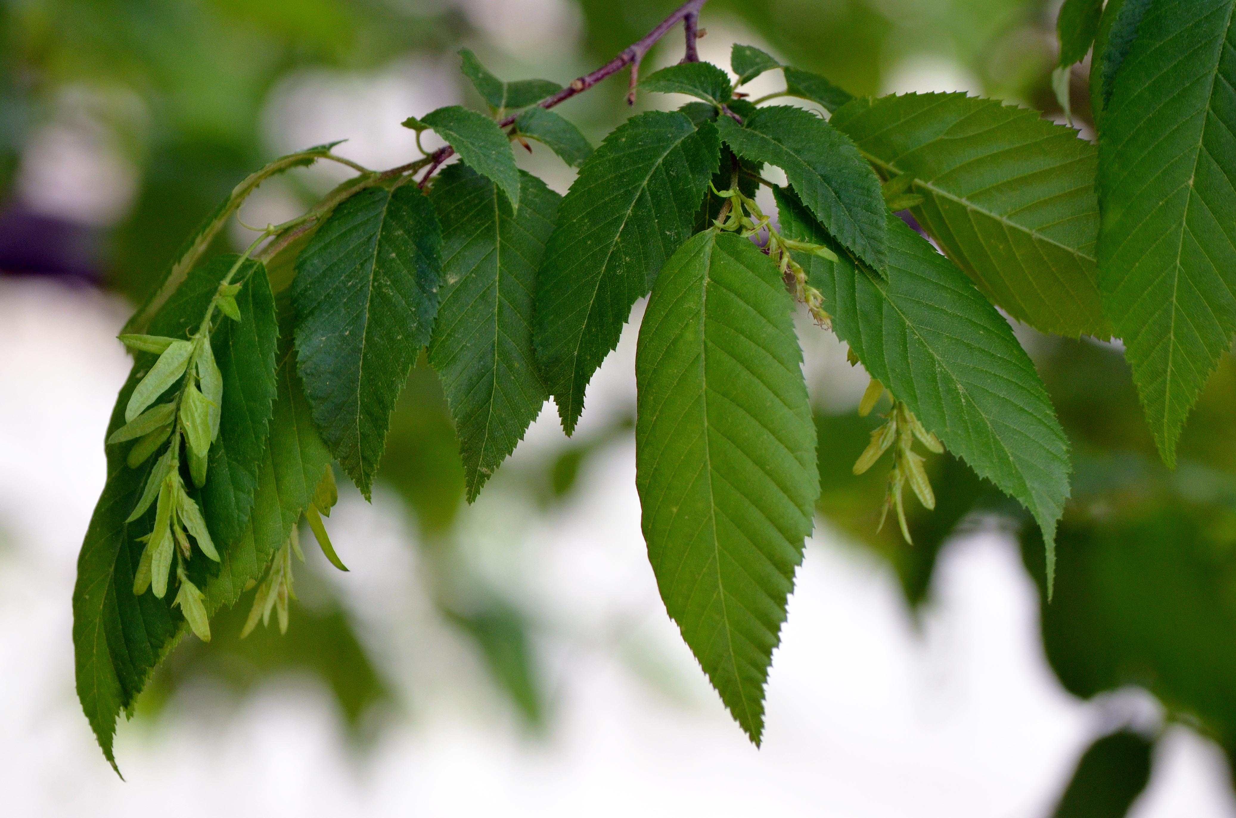 Carpinus caroliniana – Purdue Arboretum Explorer