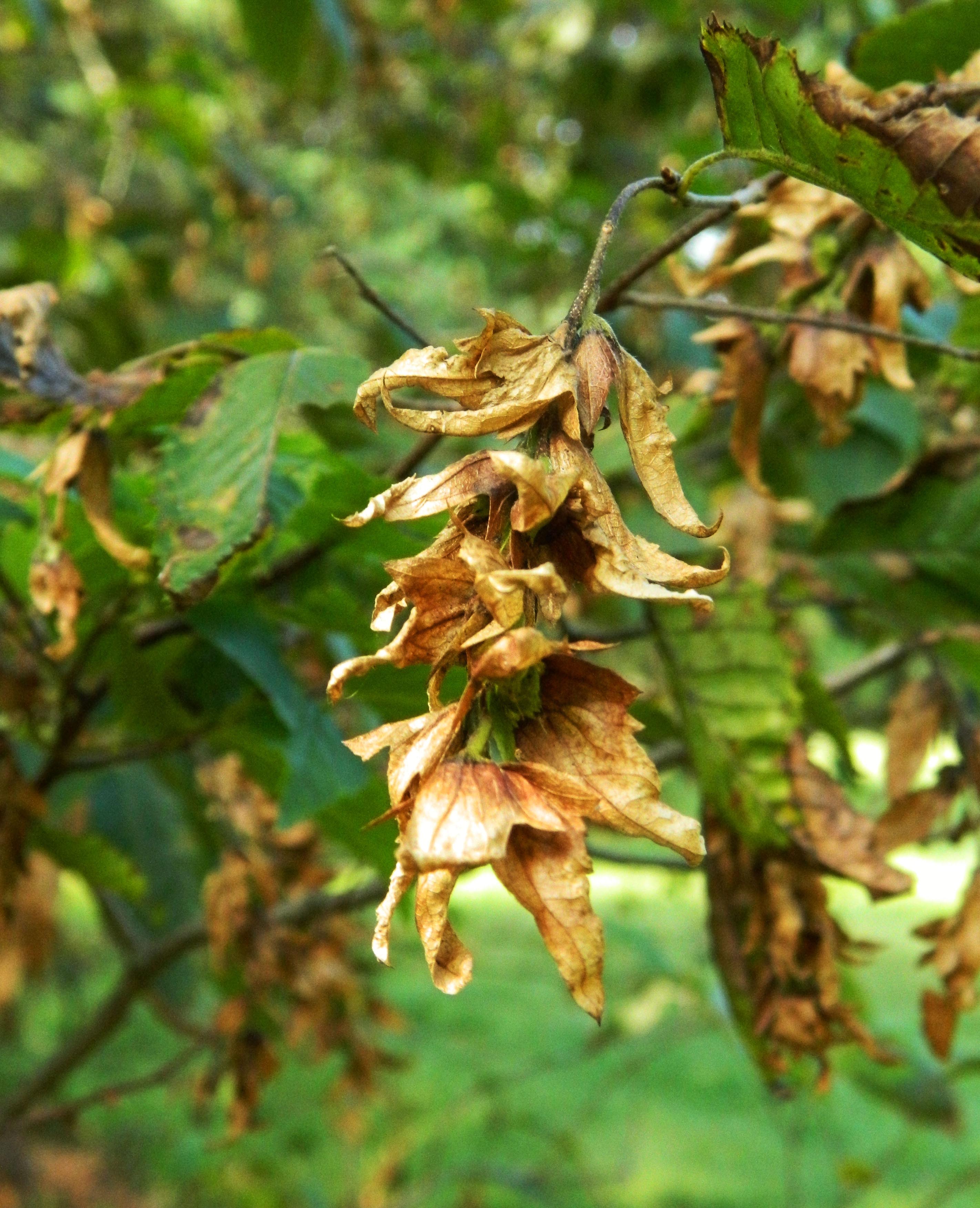 Carpinus caroliniana – Purdue Arboretum Explorer