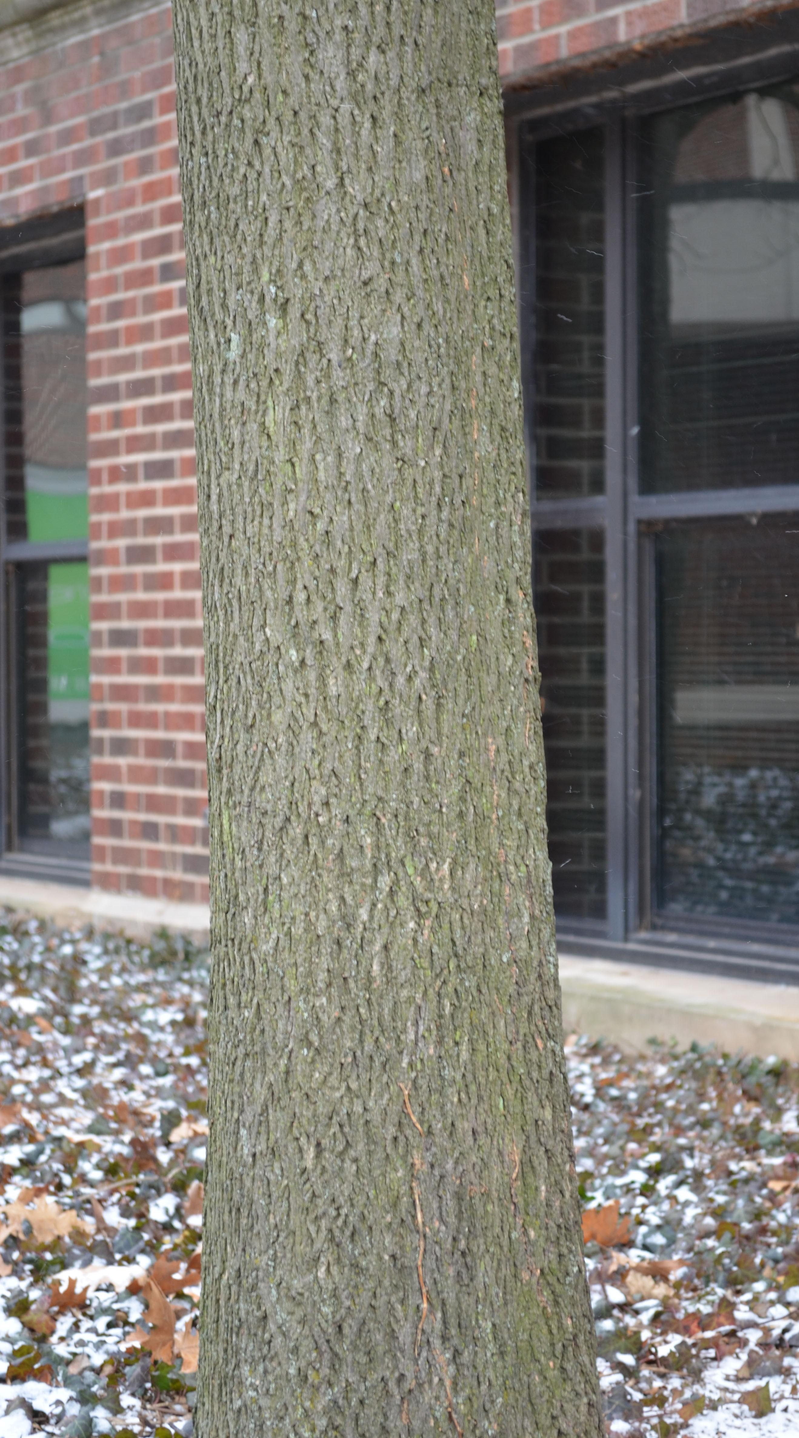 Carya cordiformis – Purdue Arboretum Explorer