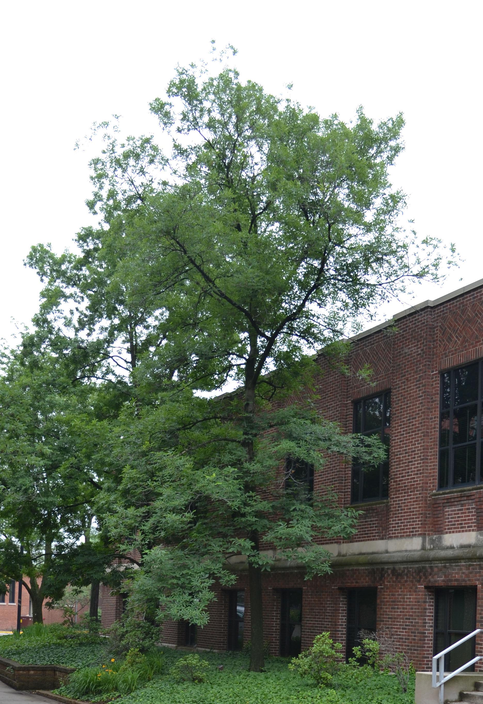 Carya cordiformis – Purdue Arboretum Explorer
