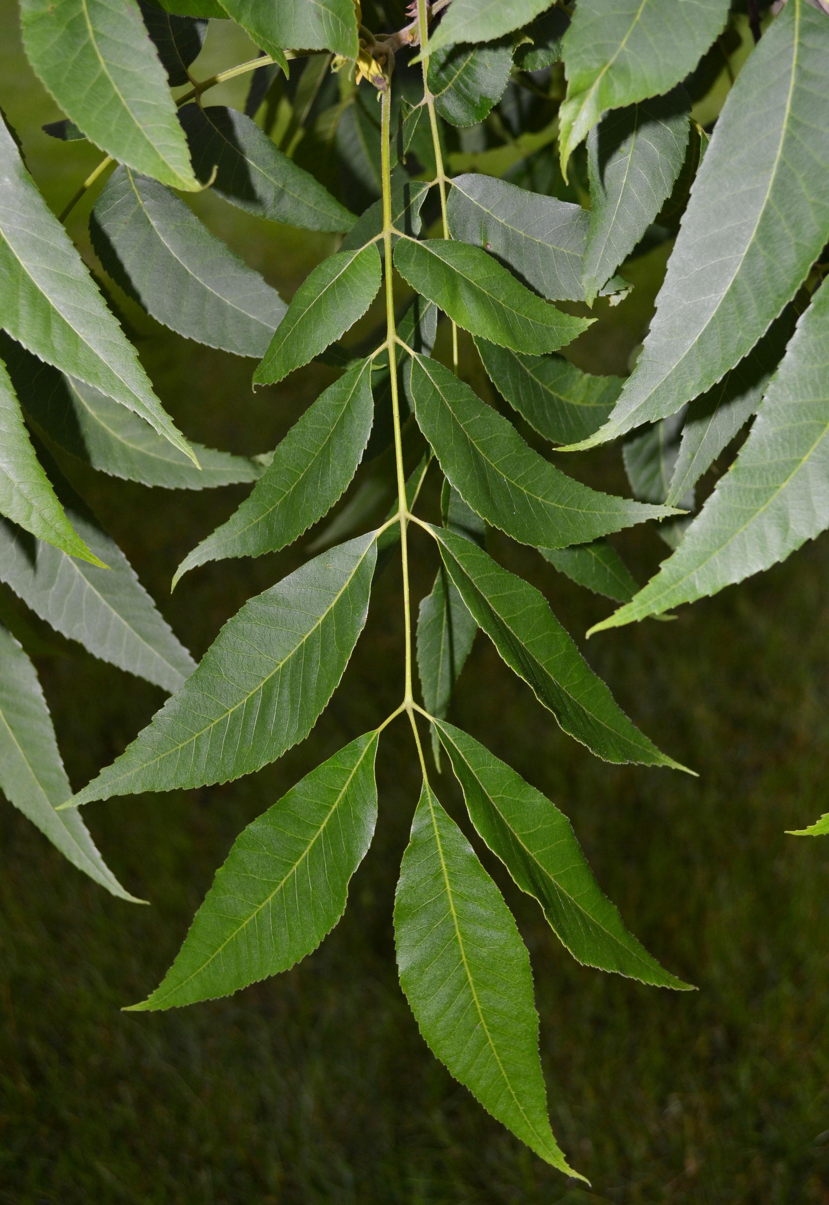 Carya illinoinensis – Purdue Arboretum Explorer