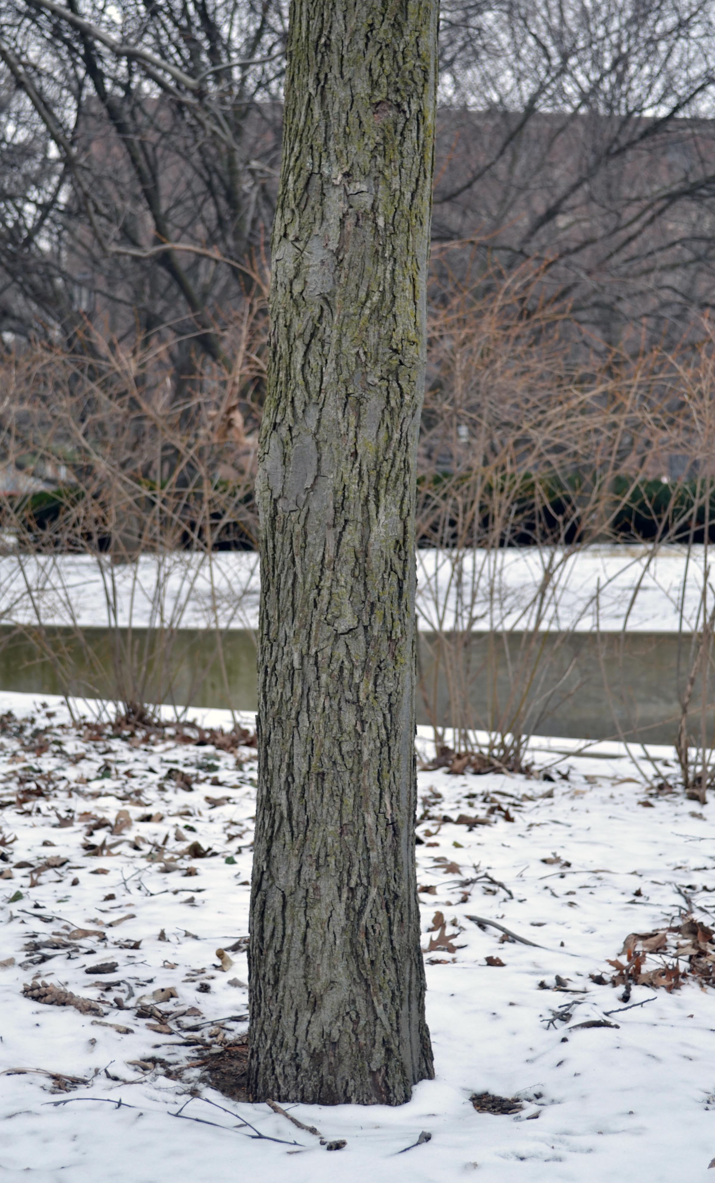 Carya ovata – Purdue Arboretum Explorer