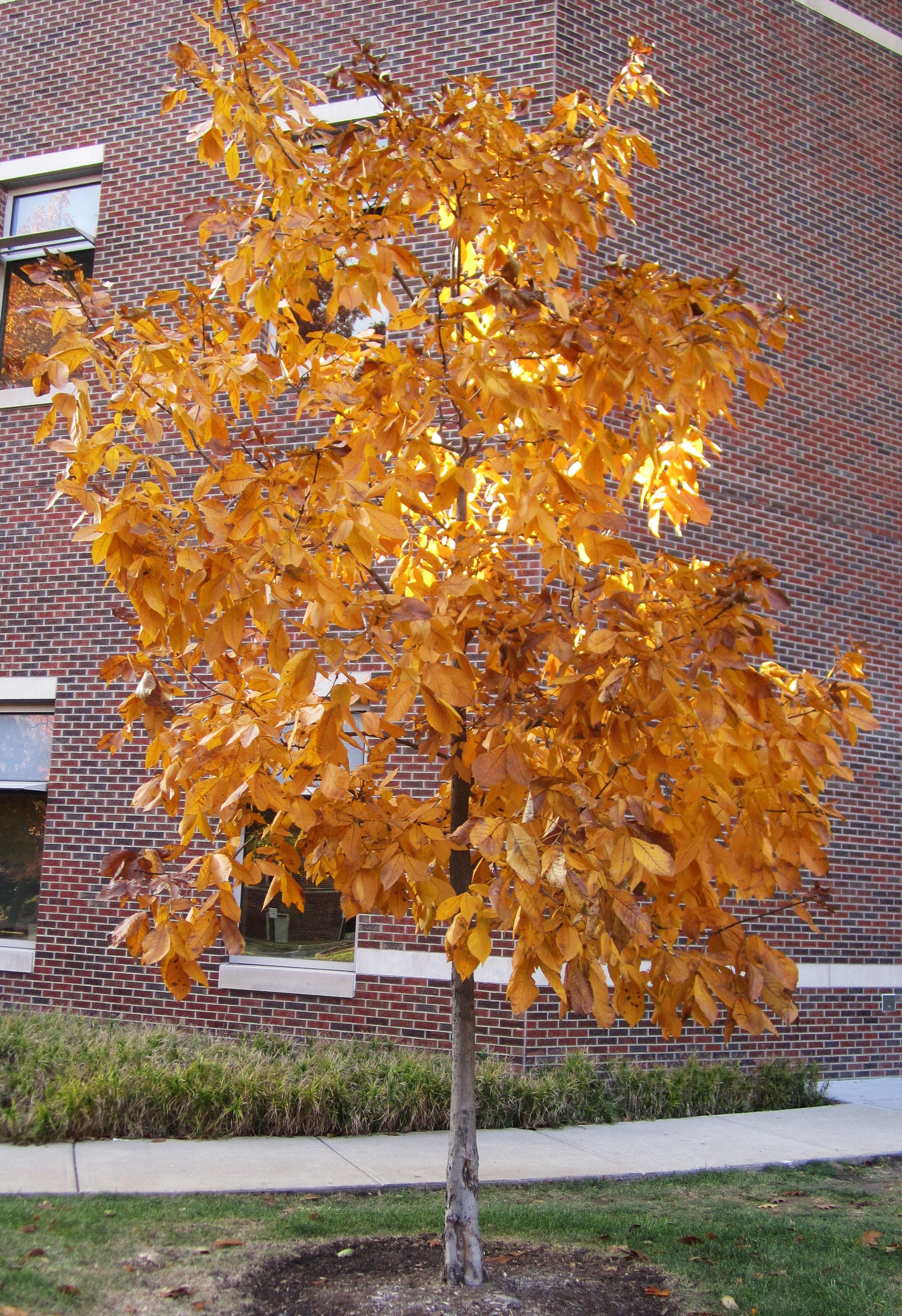 Carya ovata – Purdue Arboretum Explorer