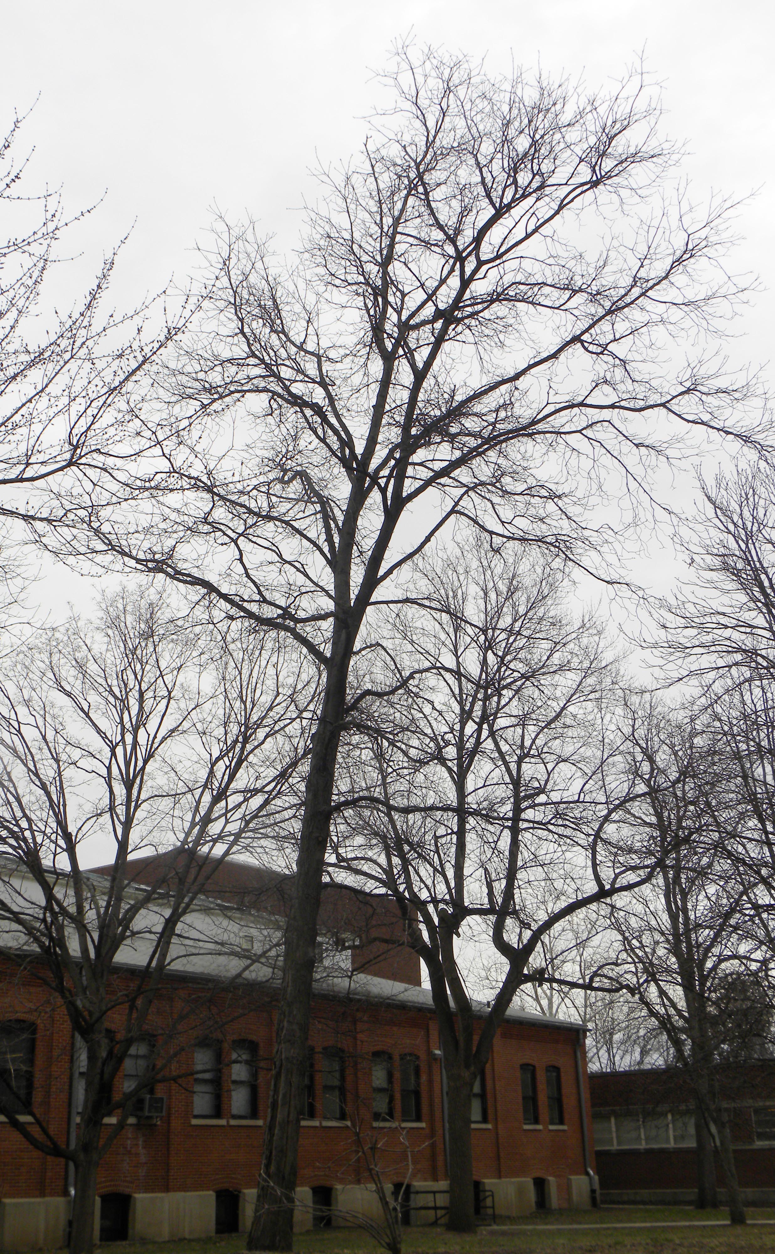 Carya ovata – Purdue Arboretum Explorer