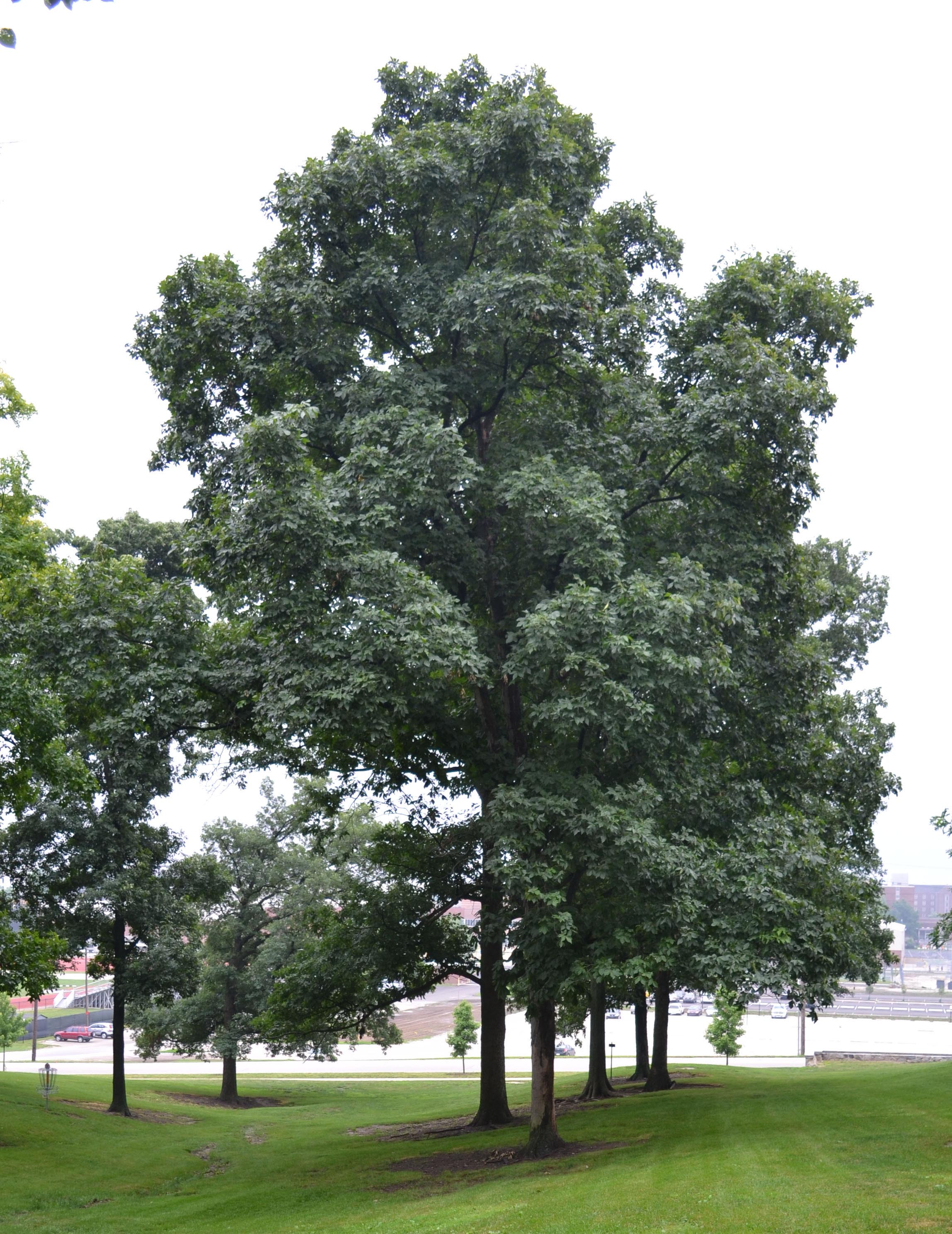 Carya ovata – Purdue Arboretum Explorer