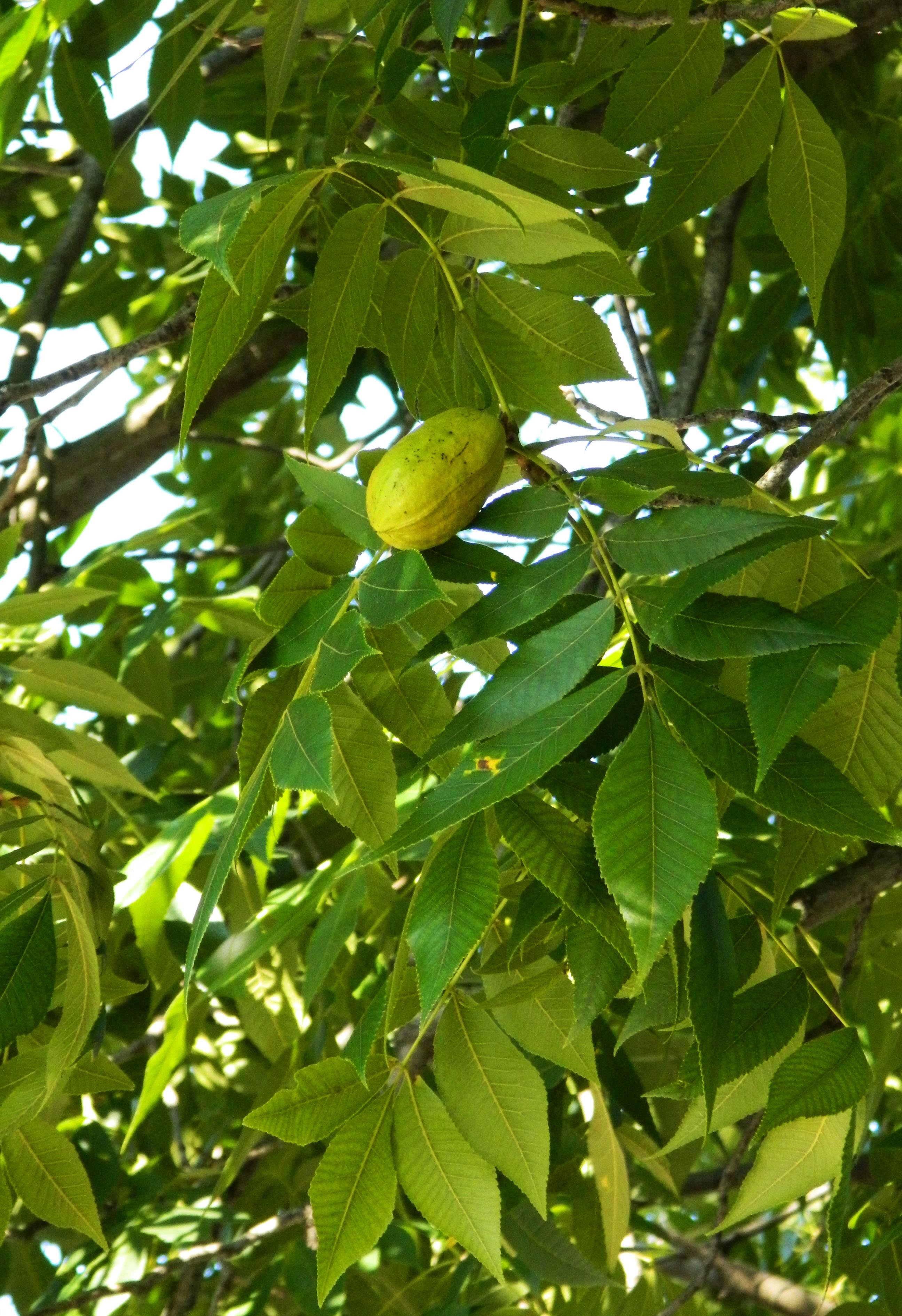 Carya × nussbaumeri – Purdue Arboretum Explorer
