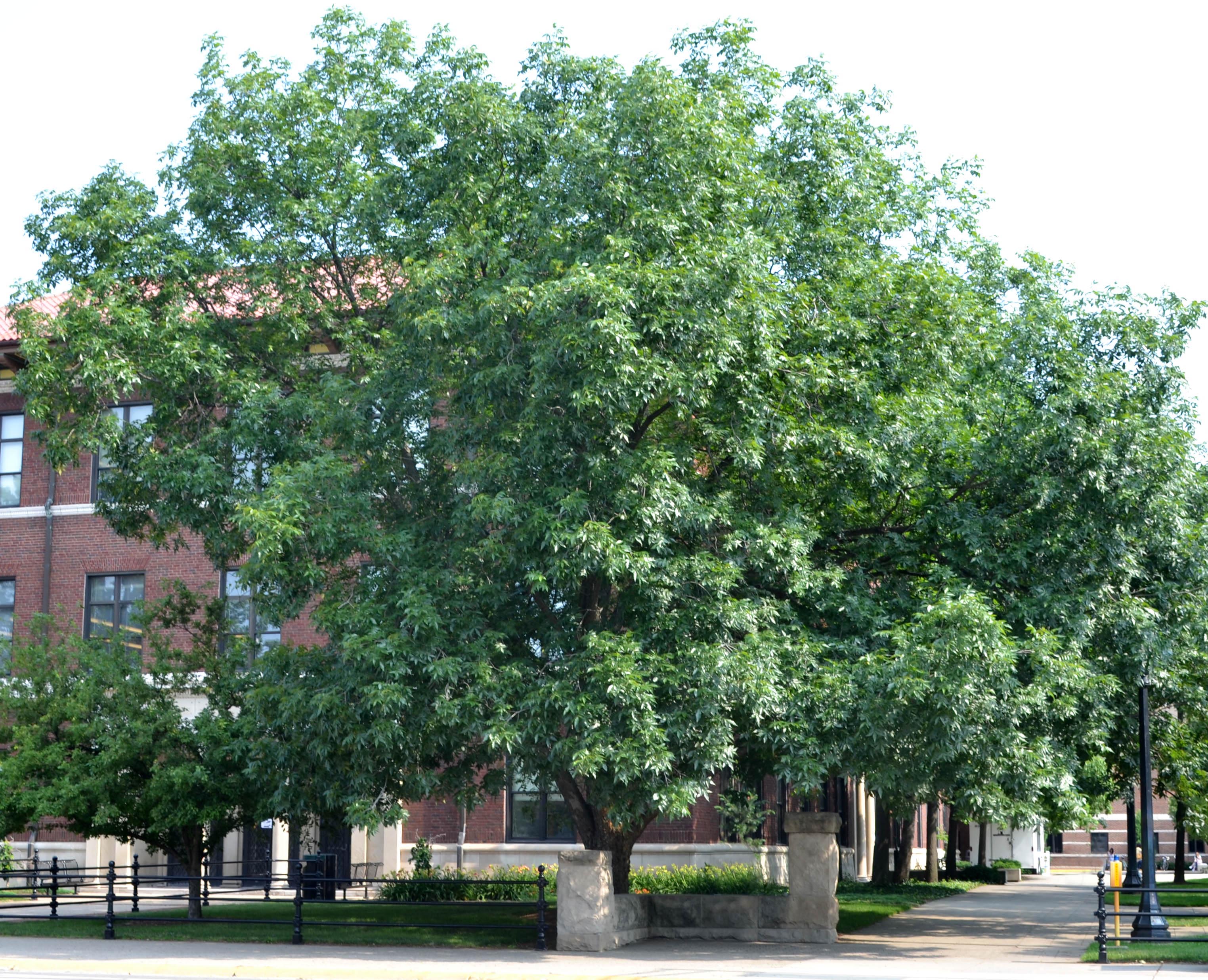 Carya × nussbaumeri – Purdue Arboretum Explorer