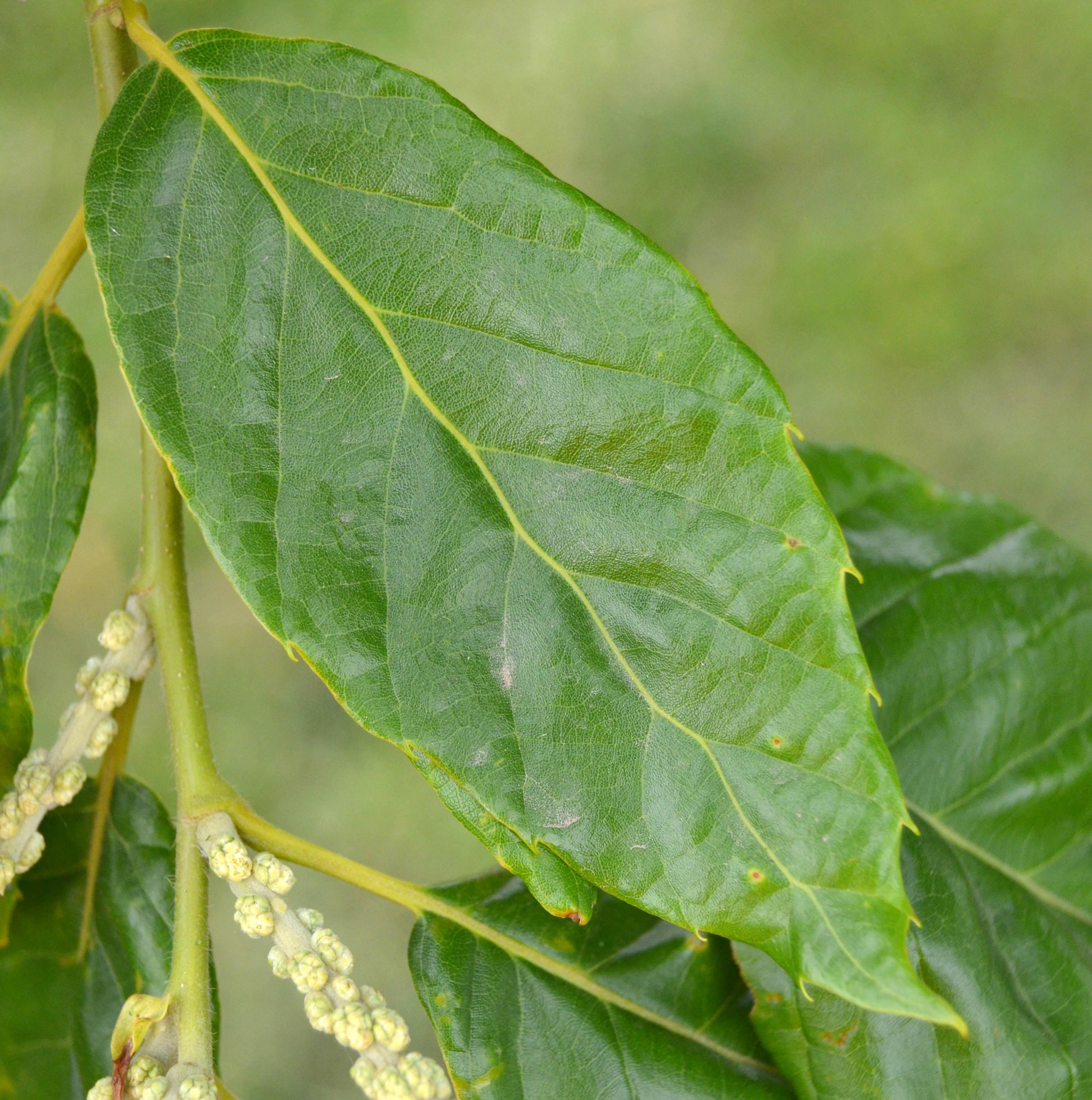 Castanea mollissima – Purdue Arboretum Explorer