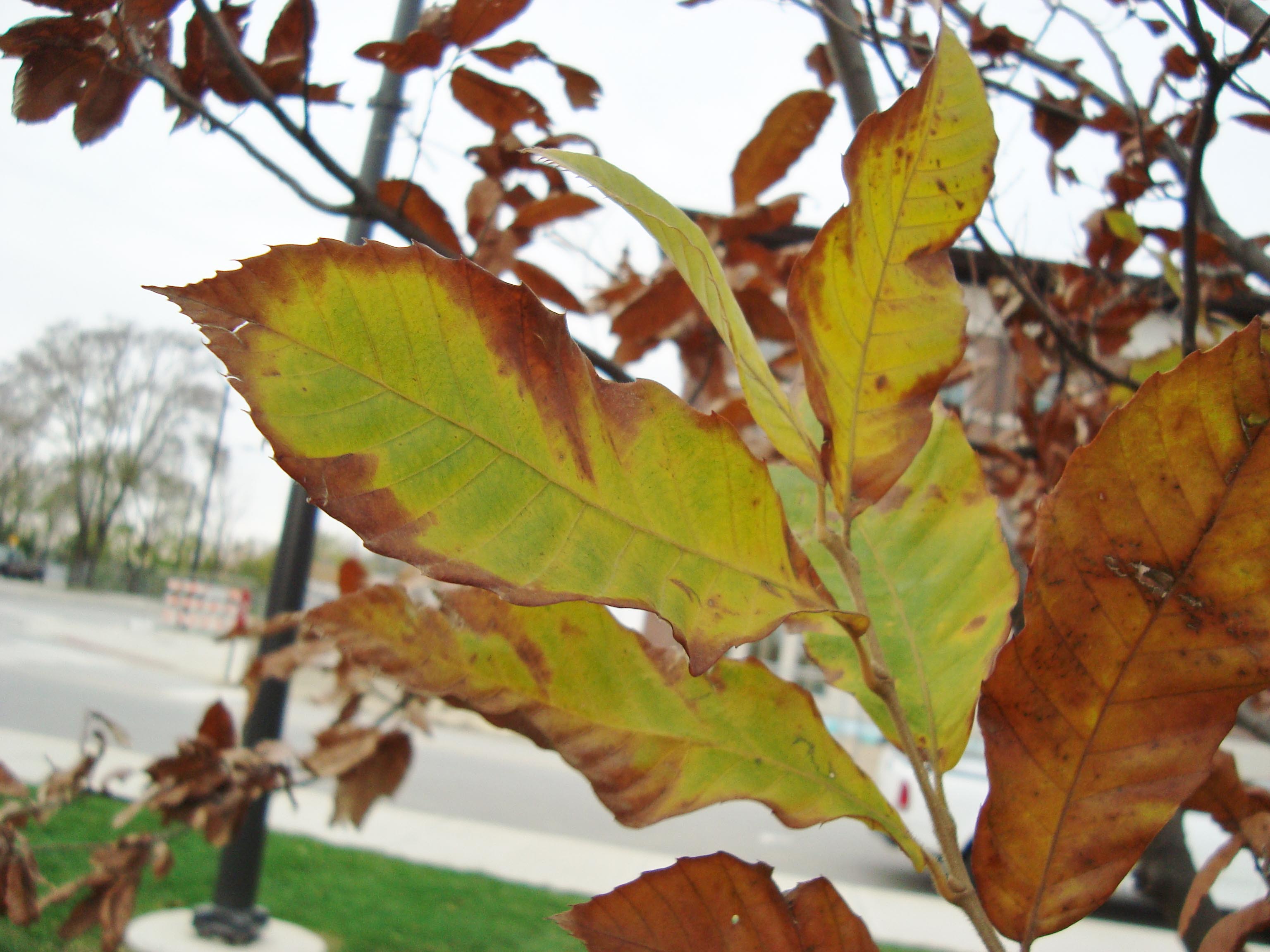 Castanea mollissima – Purdue Arboretum Explorer