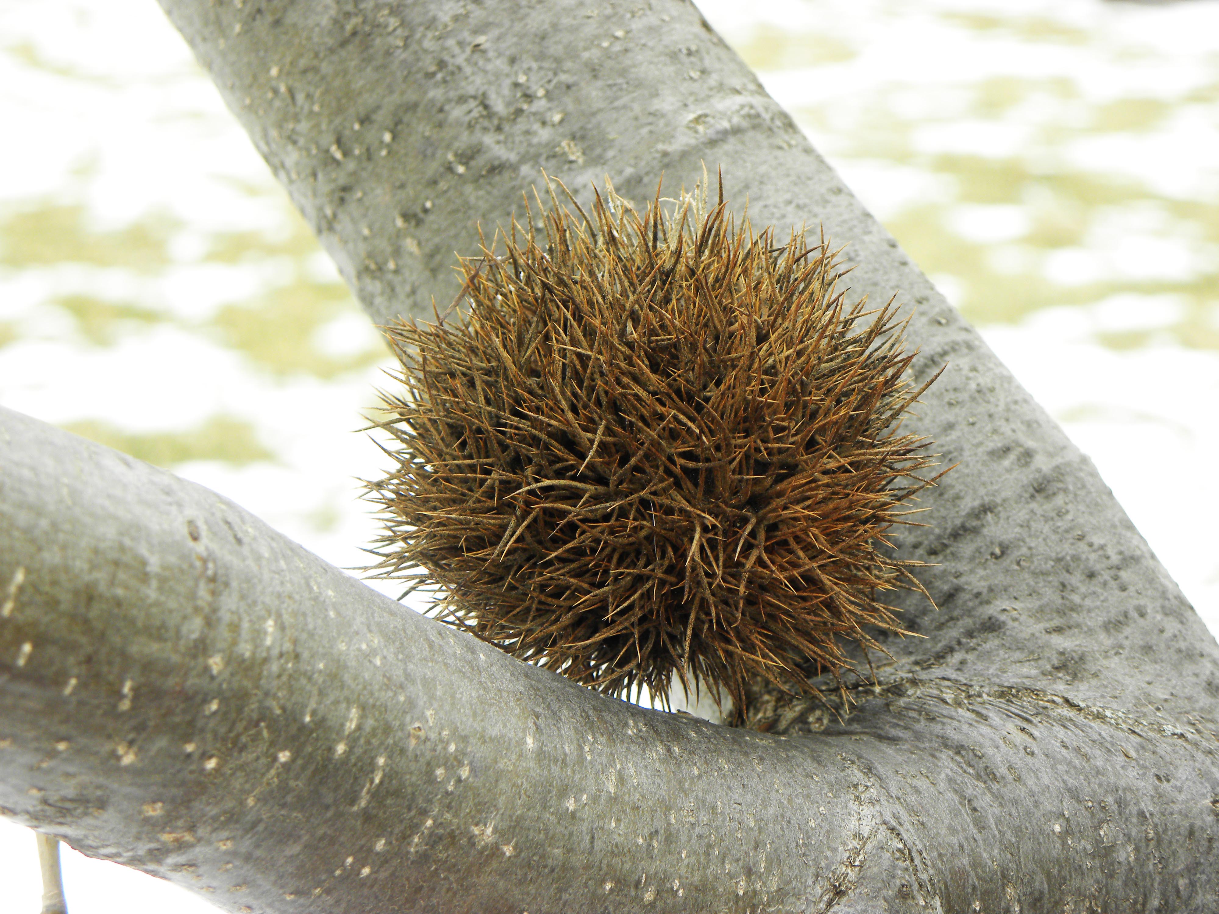 Castanea mollissima – Purdue Arboretum Explorer