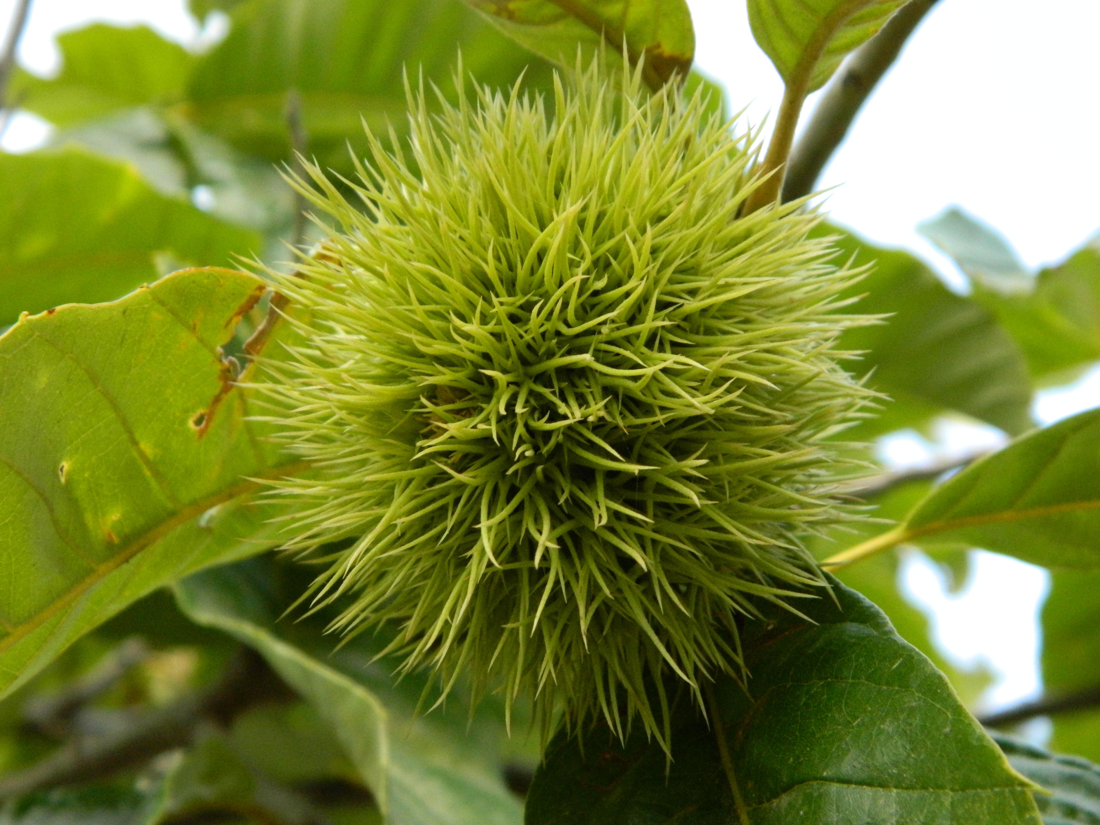 Castanea mollissima – Purdue Arboretum Explorer