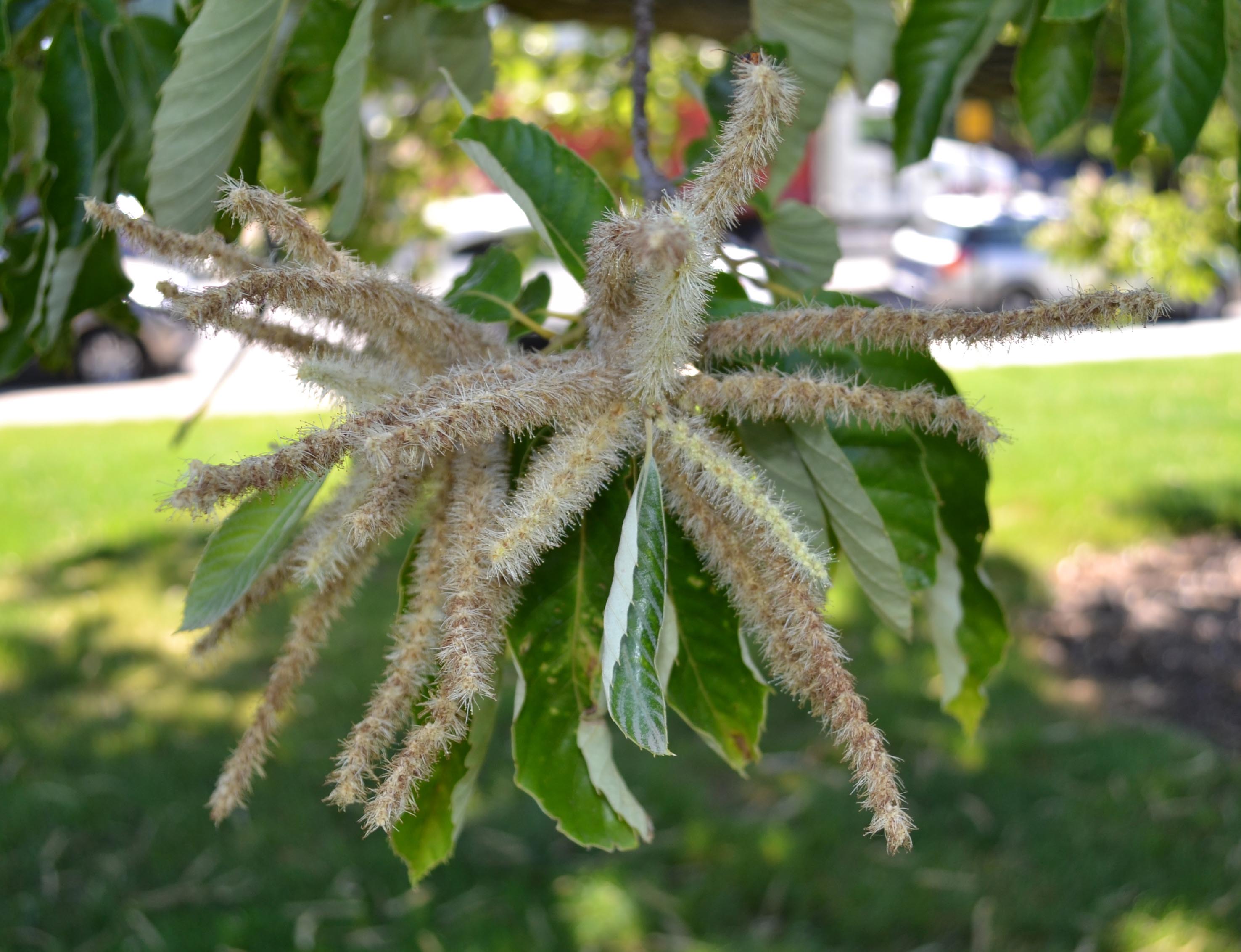 Castanea mollissima – Purdue Arboretum Explorer