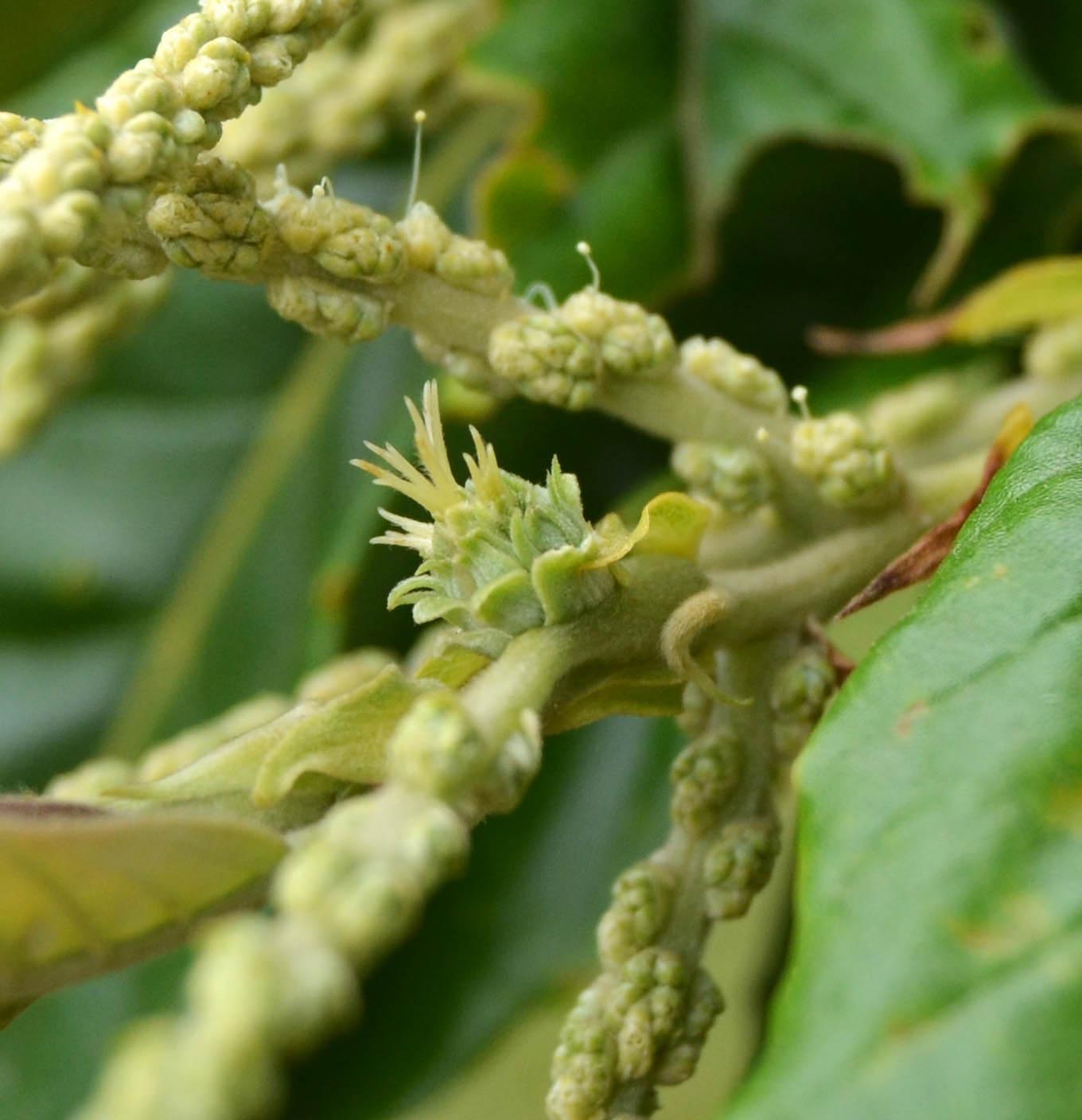 Castanea mollissima – Purdue Arboretum Explorer