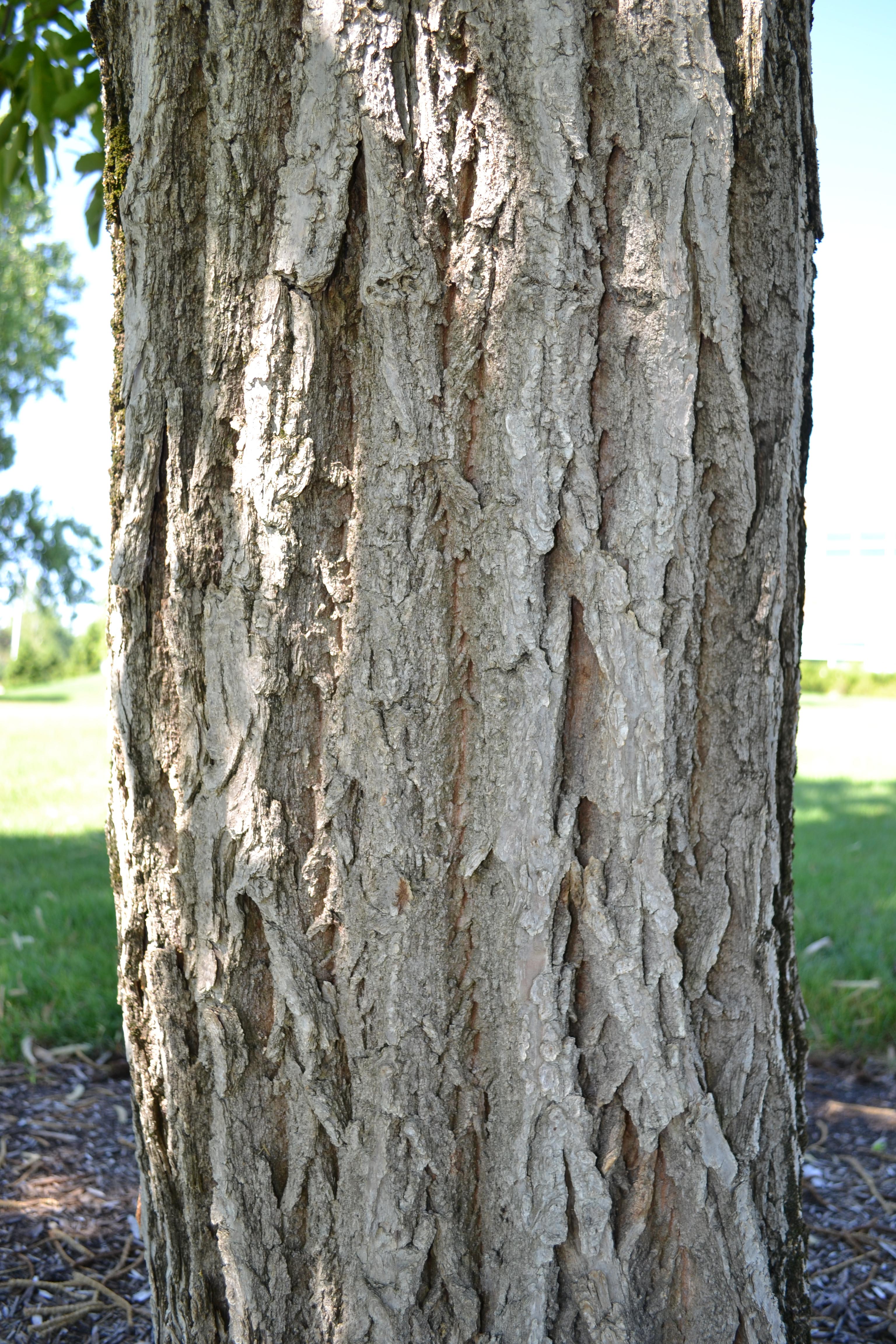 Castanea mollissima – Purdue Arboretum Explorer
