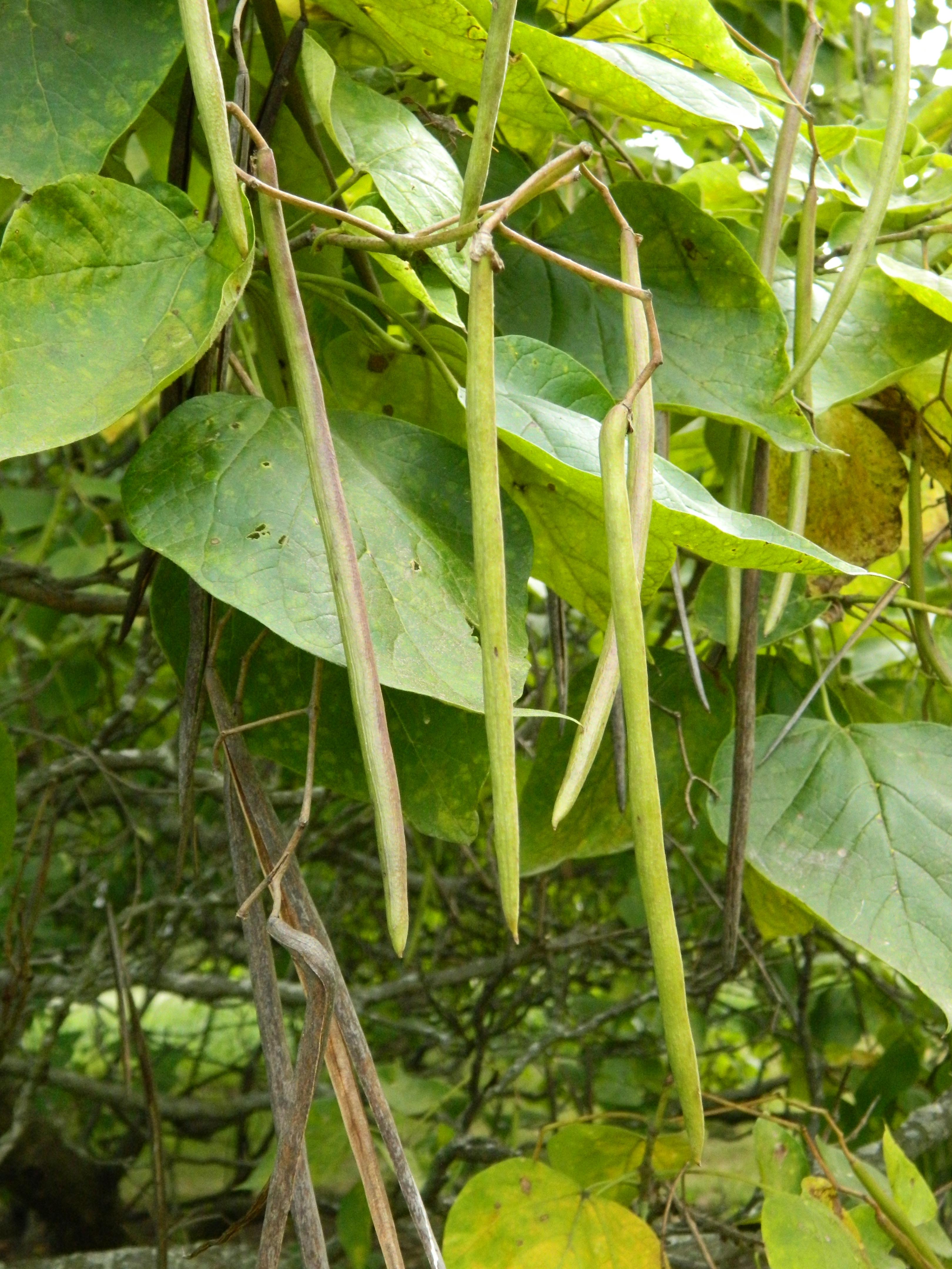 Catalpa bignonioides ‘Aurea’ – Purdue Arboretum Explorer