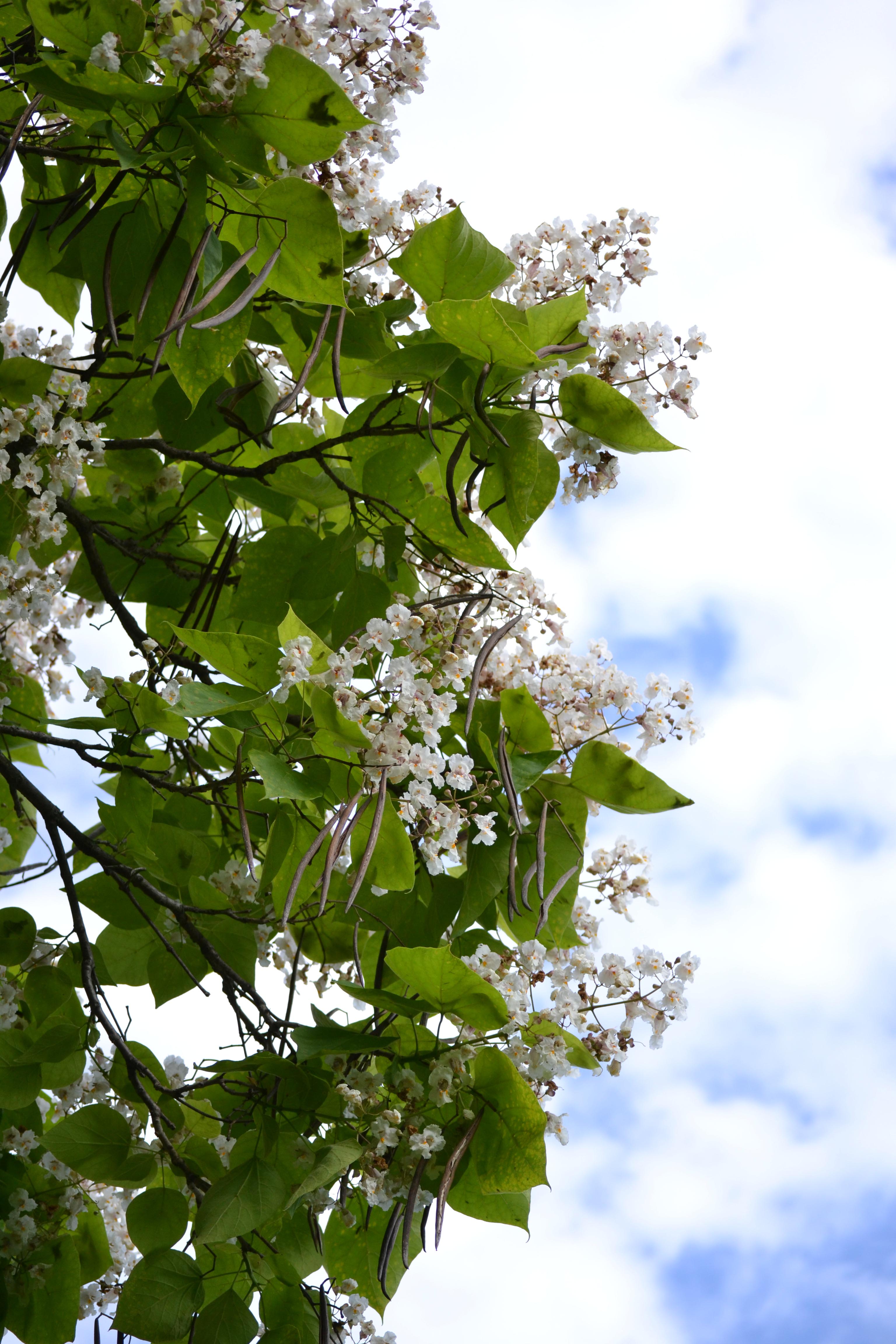 Catalpa bignonioides ‘Aurea’ – Purdue Arboretum Explorer