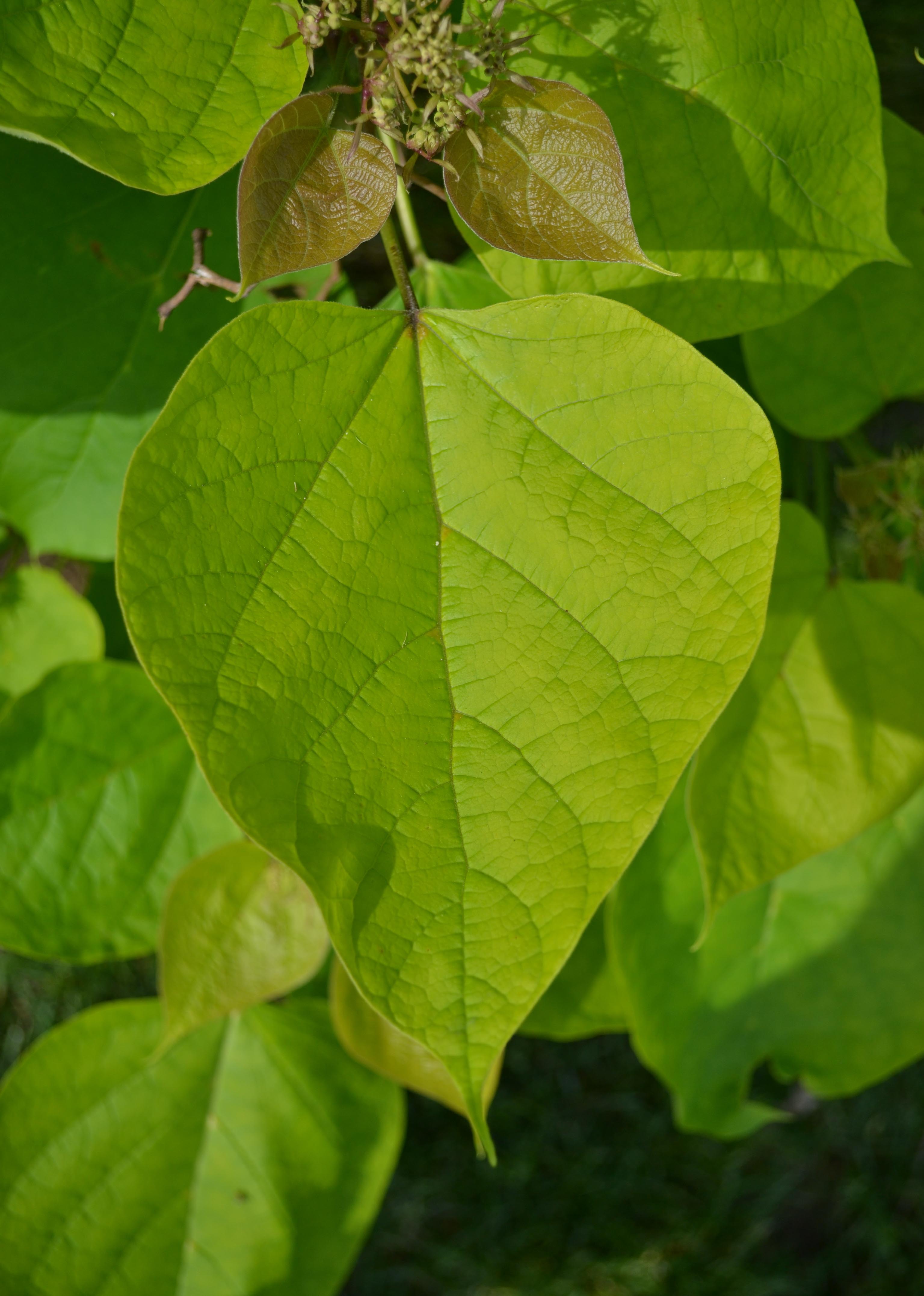 Catalpa bignonioides ‘Aurea’ – Purdue Arboretum Explorer