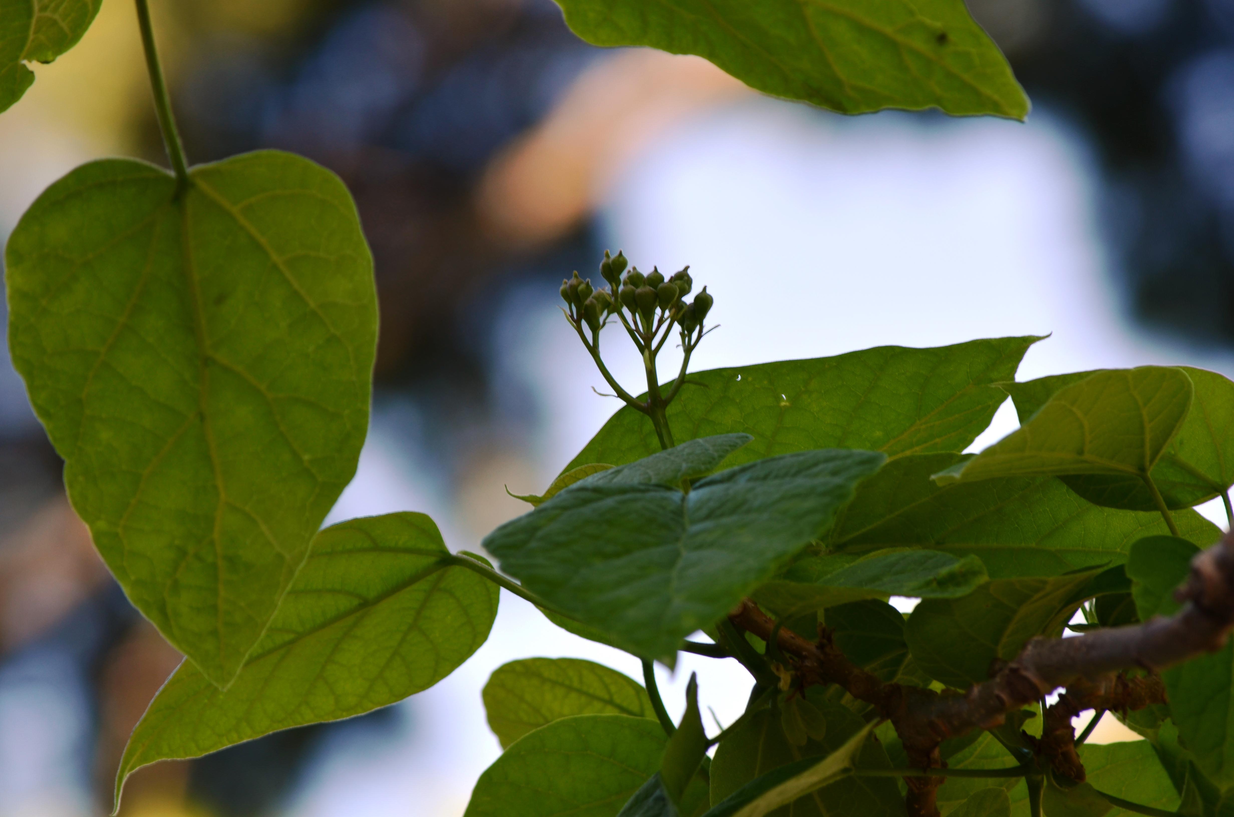 Catalpa speciosa – Purdue Arboretum Explorer