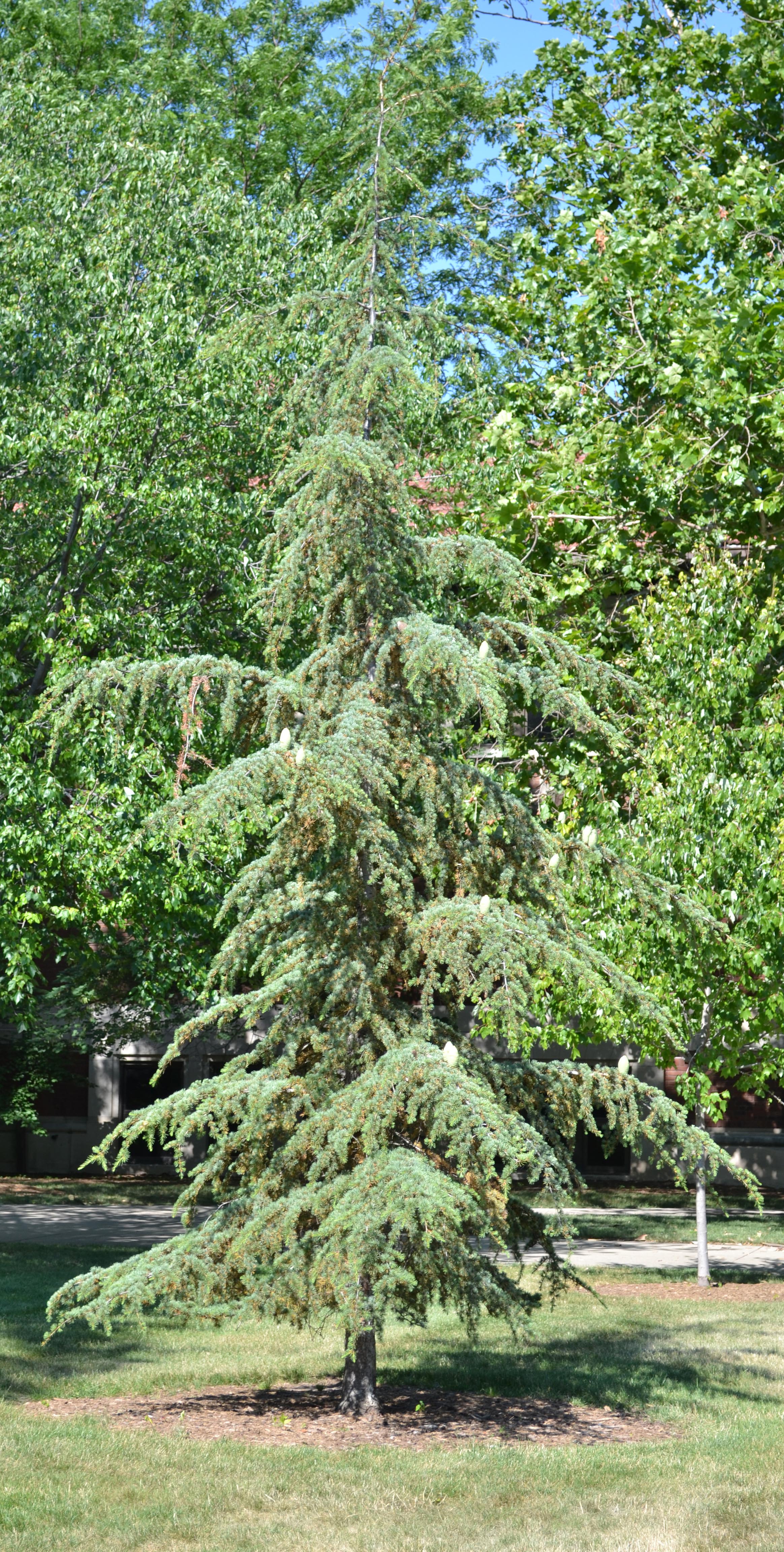 Cedrus libani ssp. stenocoma ‘Purdue Hardy’ – Purdue Arboretum Explorer