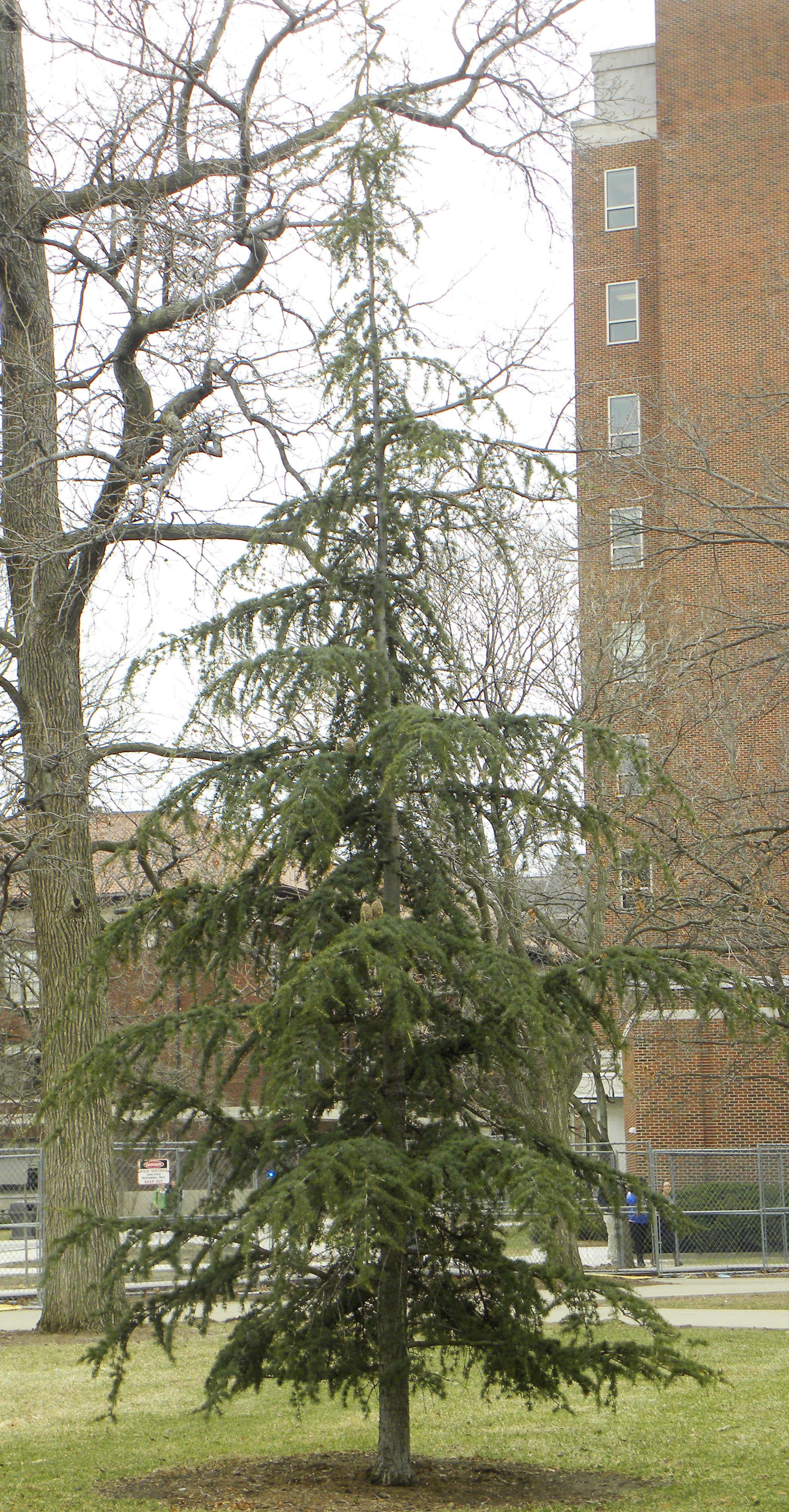 Cedrus libani ssp. stenocoma ‘Purdue Hardy’ – Purdue Arboretum Explorer