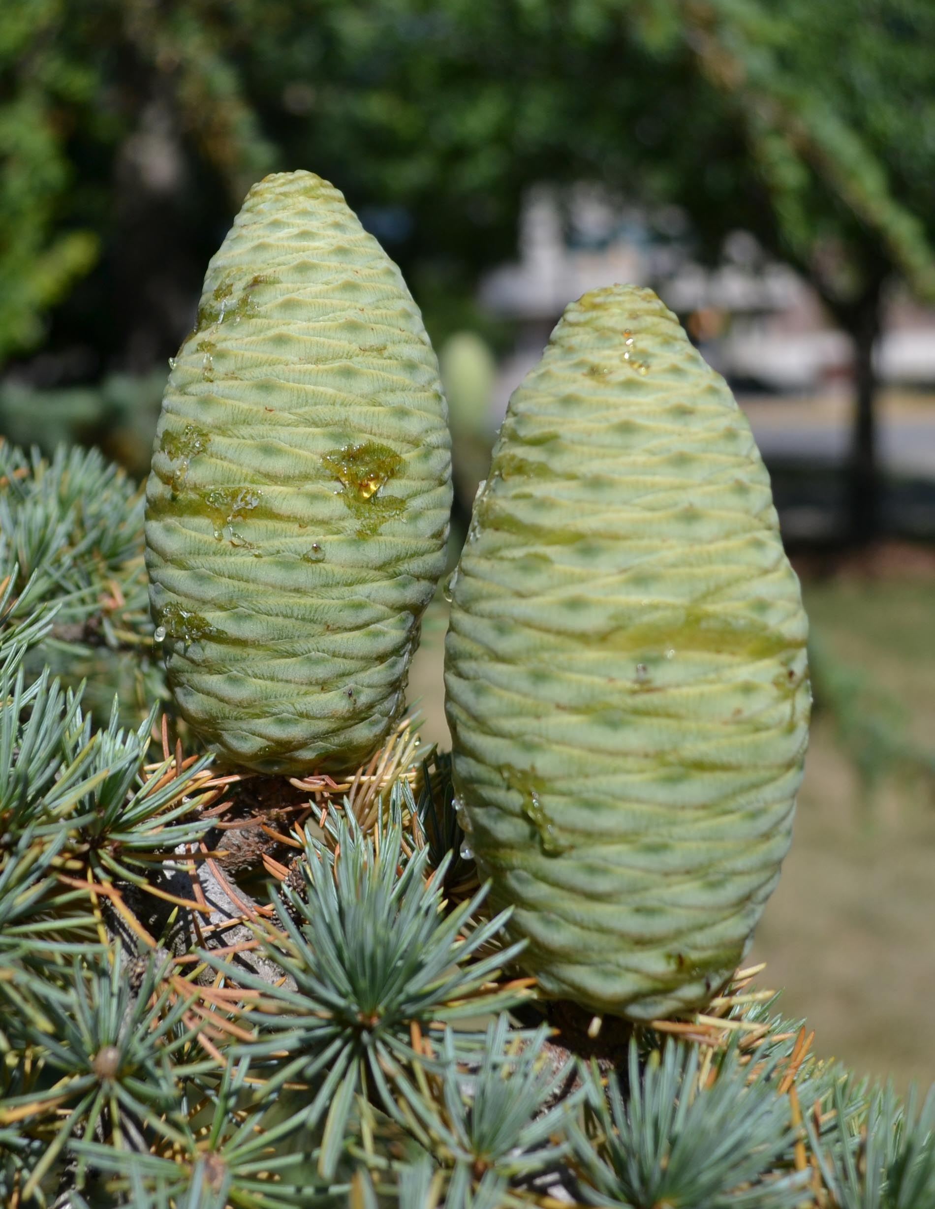 Cedrus libani ssp. stenocoma ‘Purdue Hardy’ – Purdue Arboretum Explorer