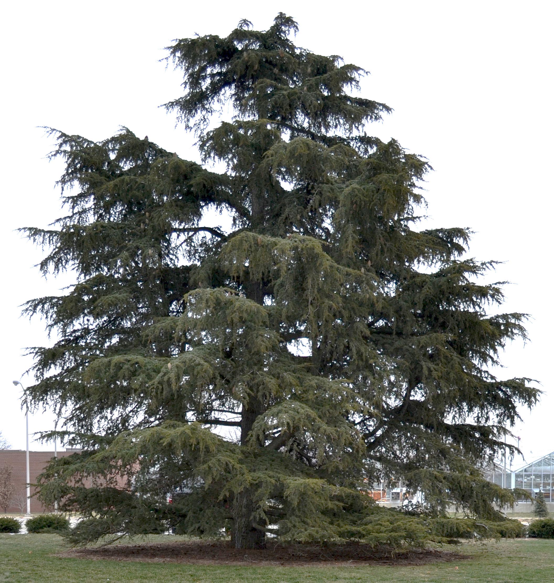 Cedrus libani ssp. stenocoma ‘Purdue Hardy’ – Purdue Arboretum Explorer