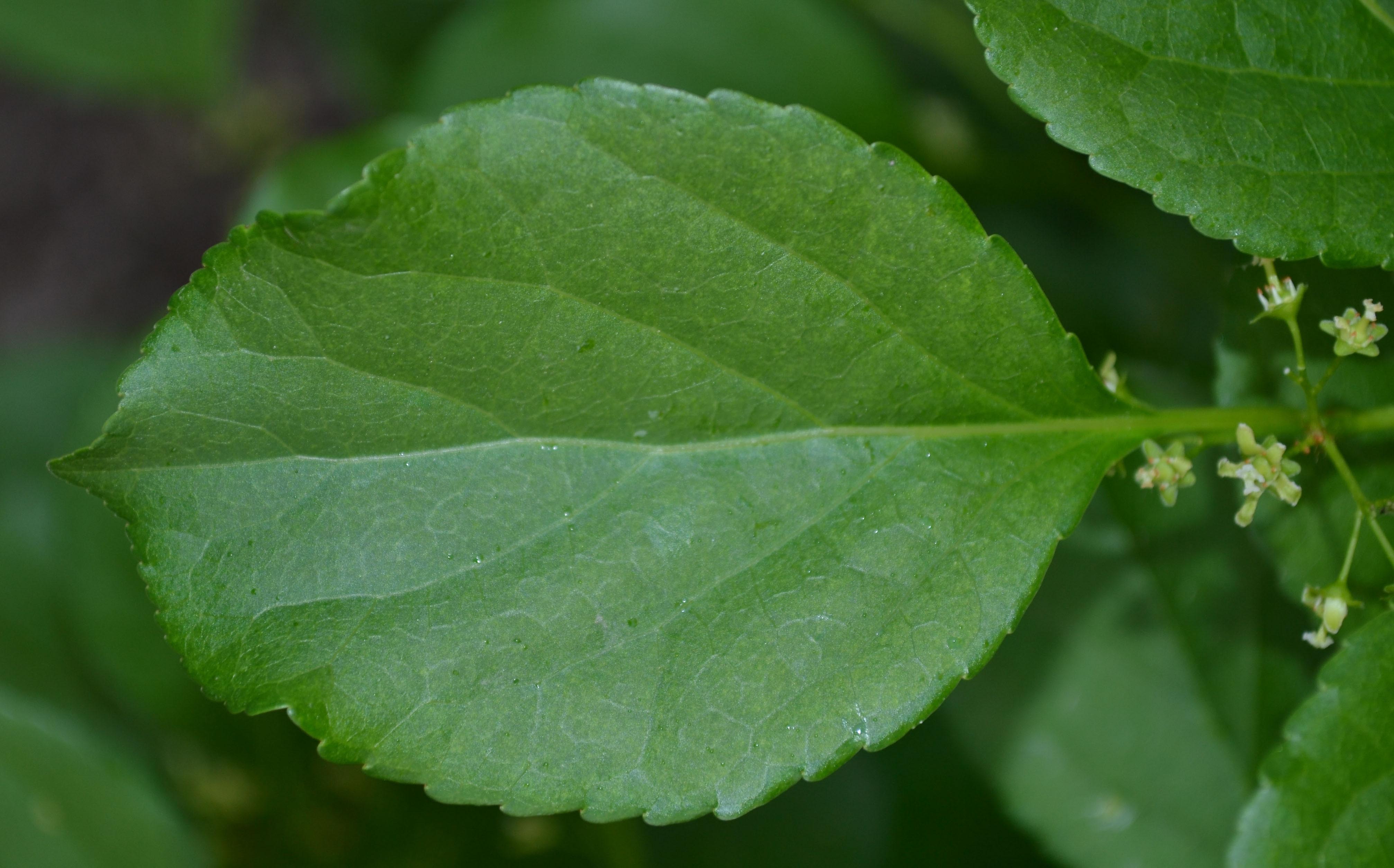Celastrus scandens – Purdue Arboretum Explorer