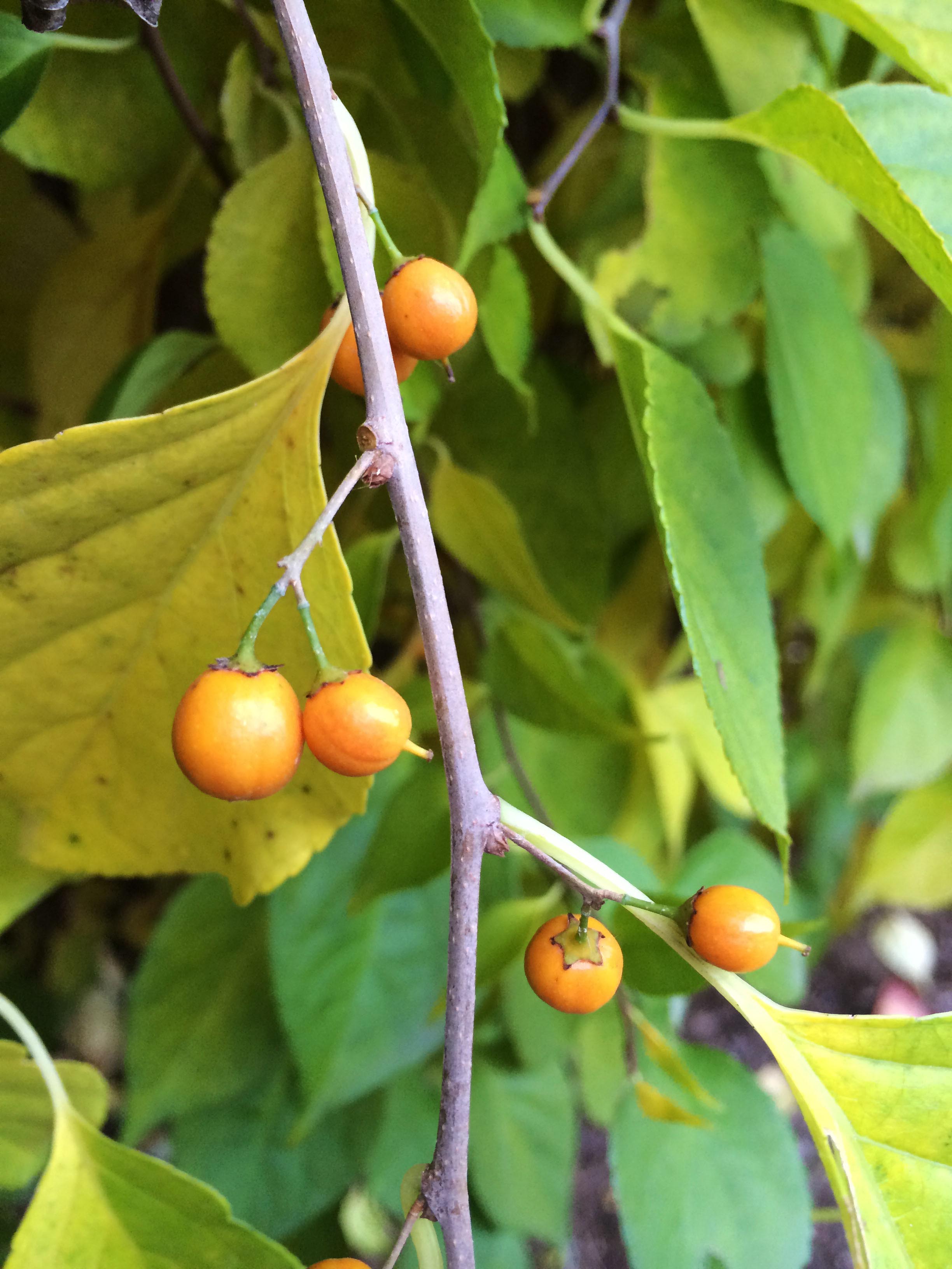 Celastrus scandens – Purdue Arboretum Explorer