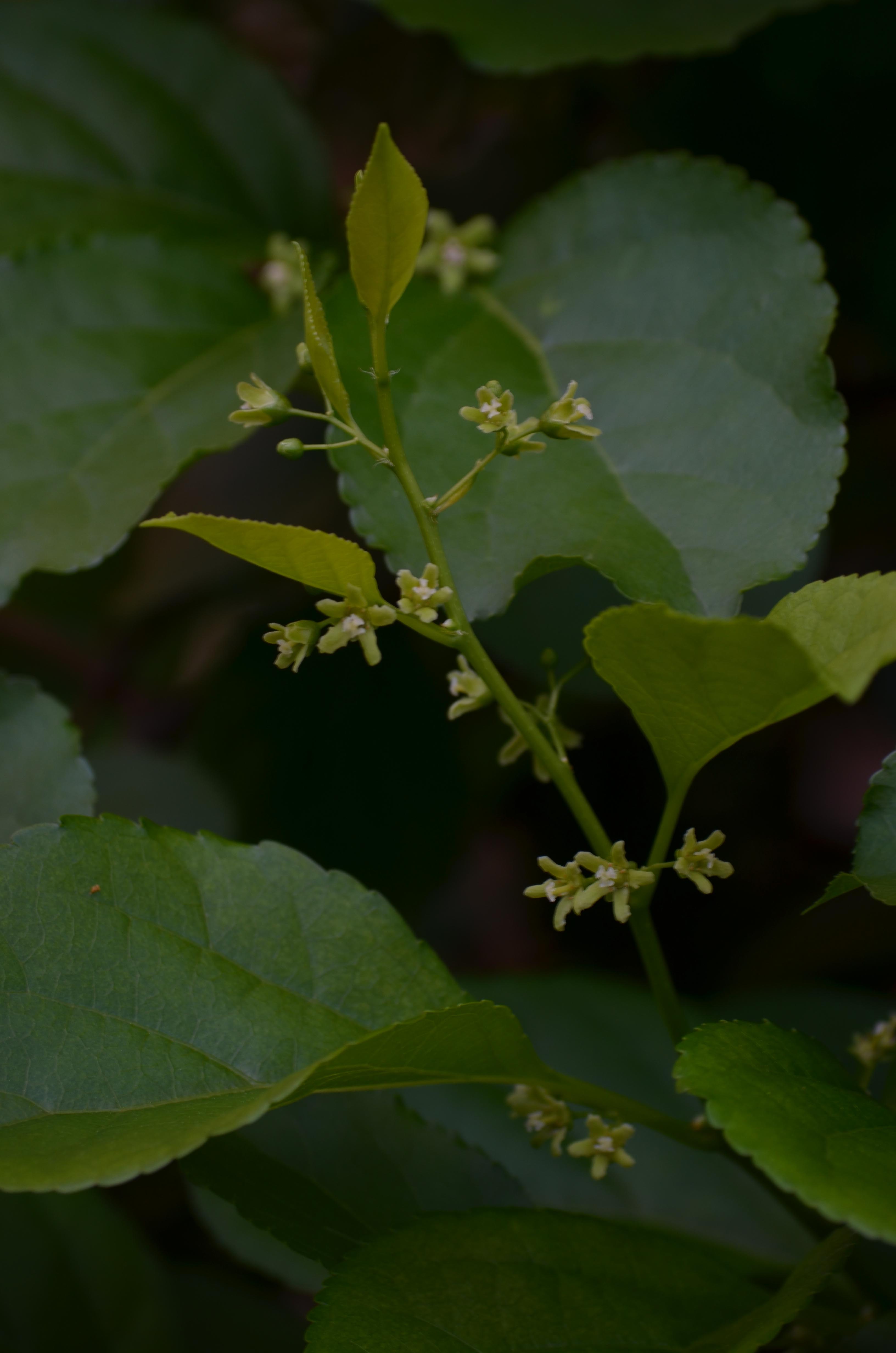 Celastrus scandens – Purdue Arboretum Explorer
